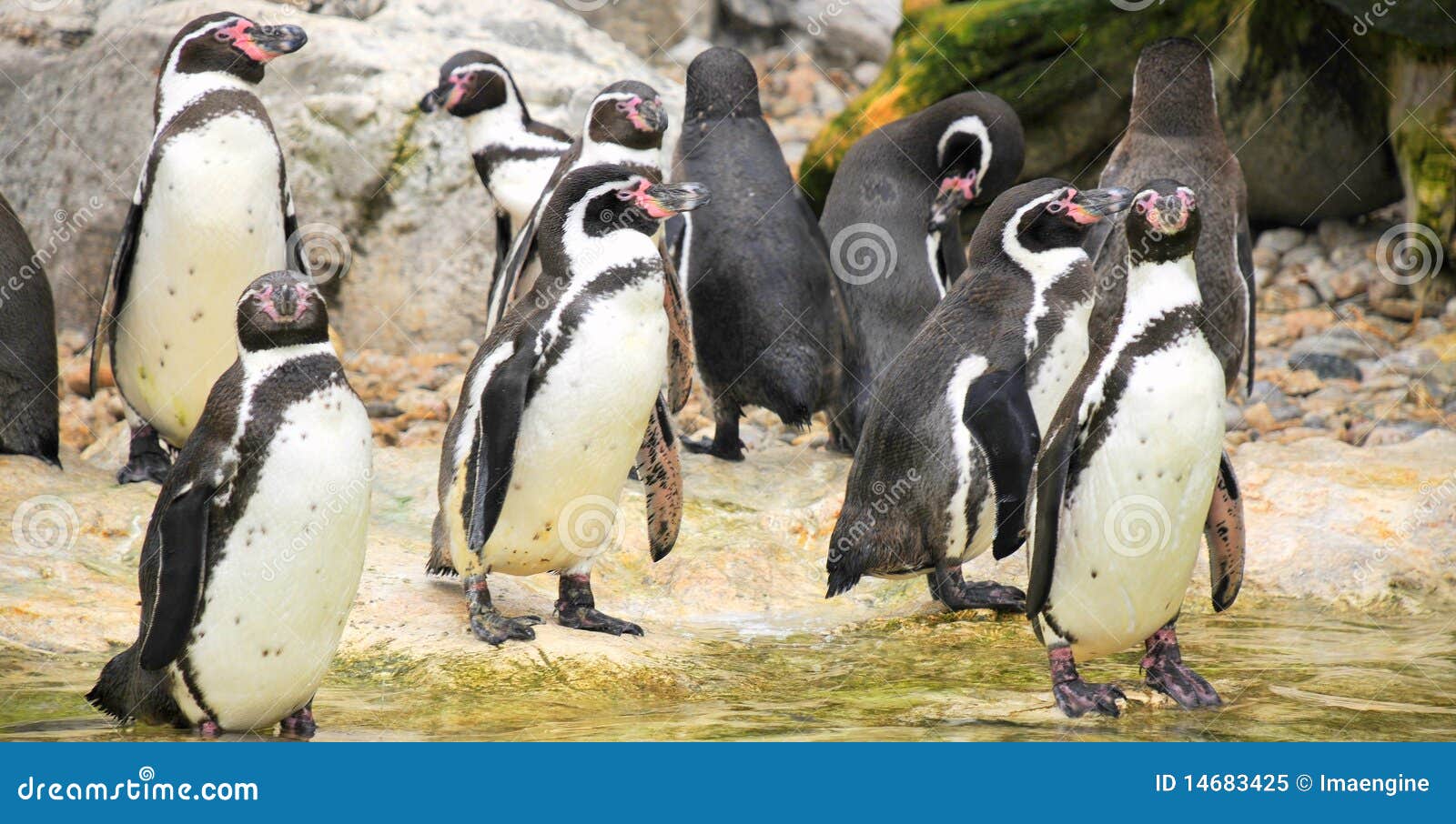 Tuxedos - penguins pack stock image. Image of nature - 14683425