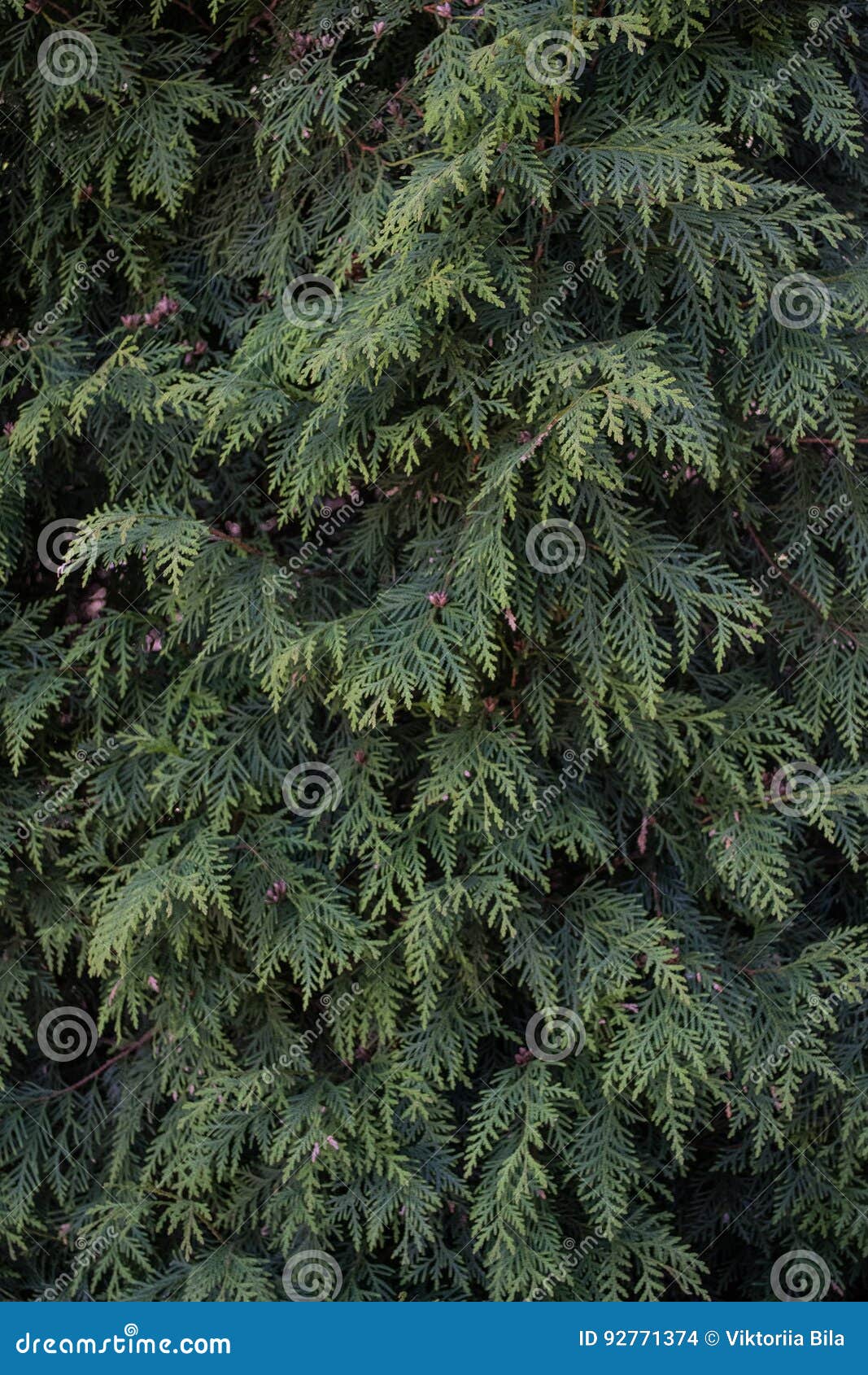 Tuya stock photo. Image of bush, needles, flora, leaves - 92771374