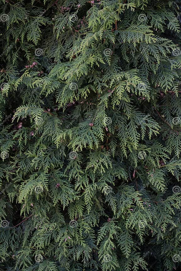 Tuya stock photo. Image of bush, needles, flora, leaves - 92771374