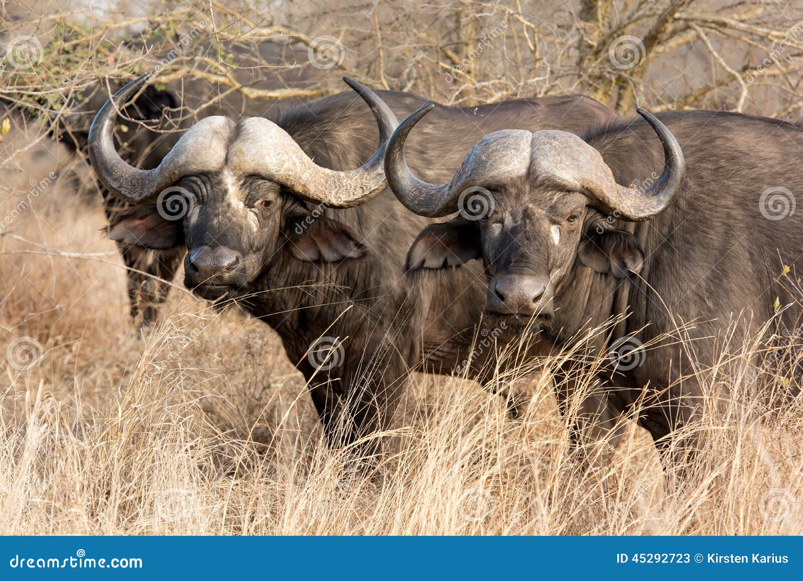 Två afrikanska bufflar fotografering för bildbyråer. Bild av bullfight ...