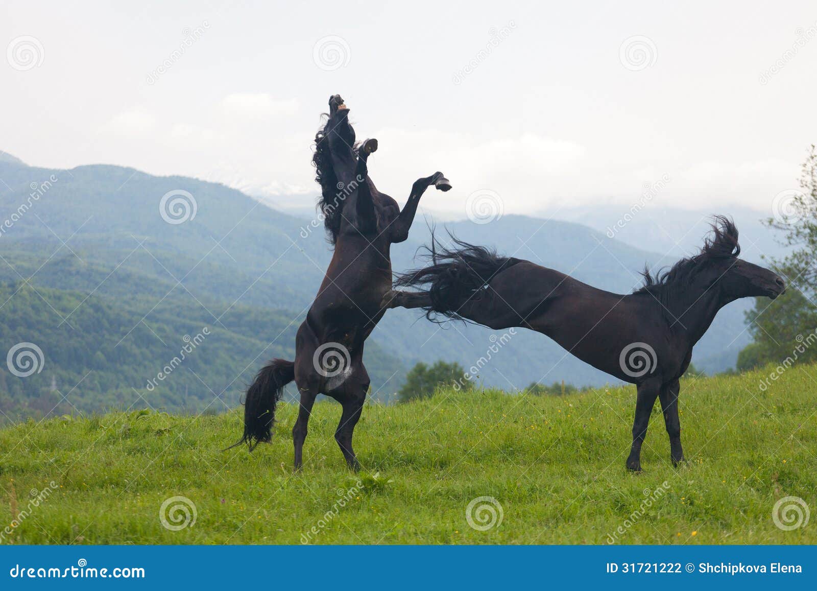 Två svarta hingst arkivfoto. Bild av natur, hingst, jordbruk - 31721222