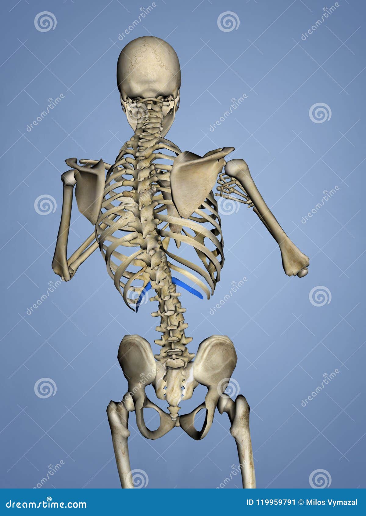 Twaalfde Rib, Rib Cage, 3D Model Stock Illustratie - Illustration of ...