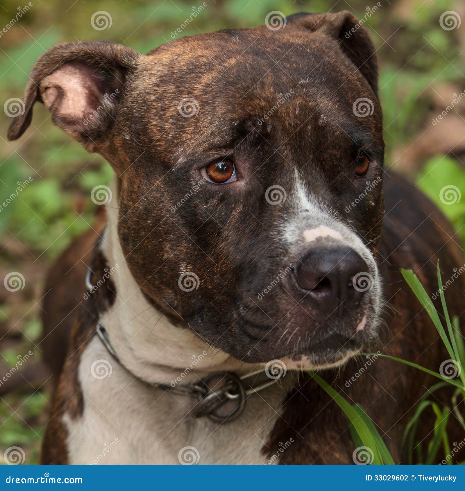 Twarz Pitbull pies zdjęcie stock. Obraz złożonej z śliczny - 33029602