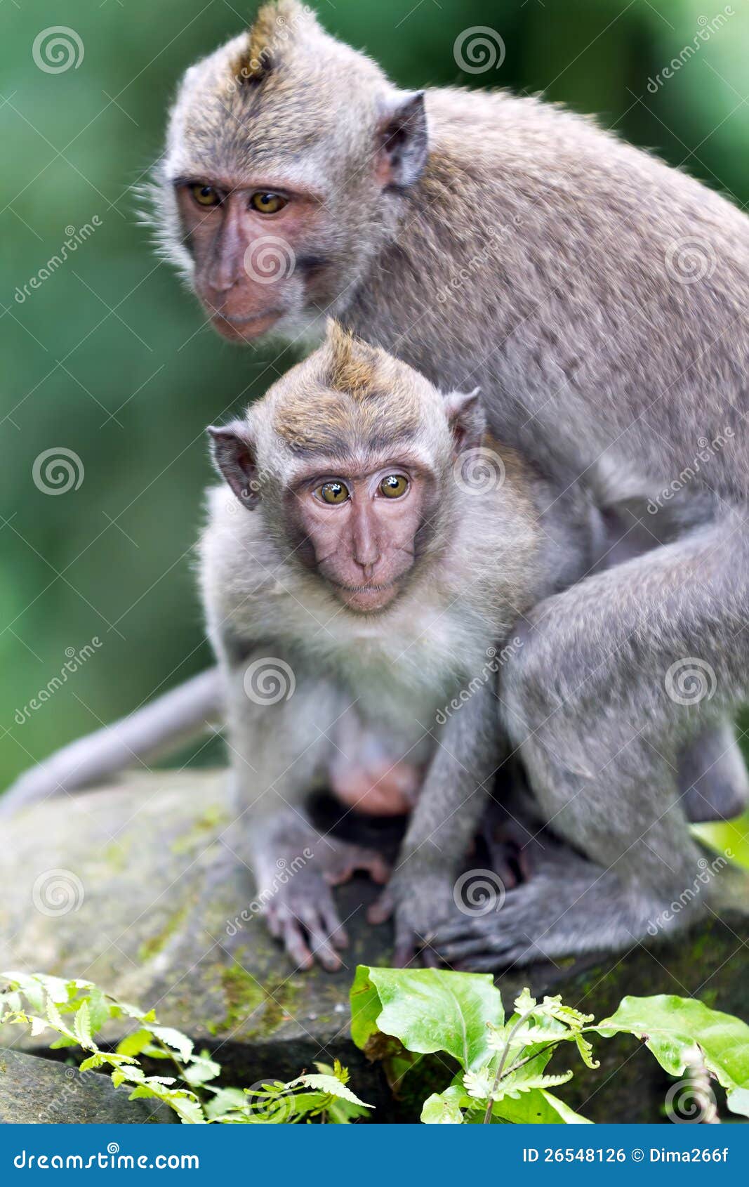 Twee Apen in Het Bos Van Bali Ubud Stock Foto - Image of simier, bali ...