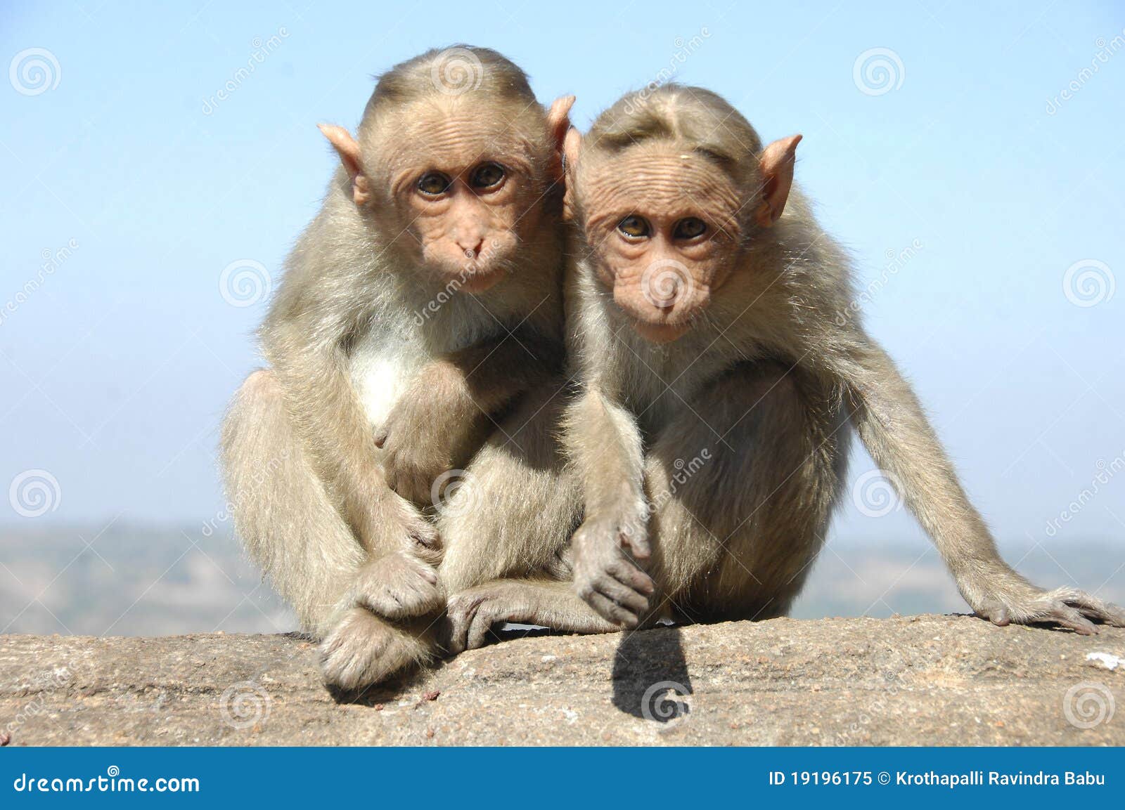 Twee apen op een muur stock afbeelding. Afbeelding bestaande uit ...