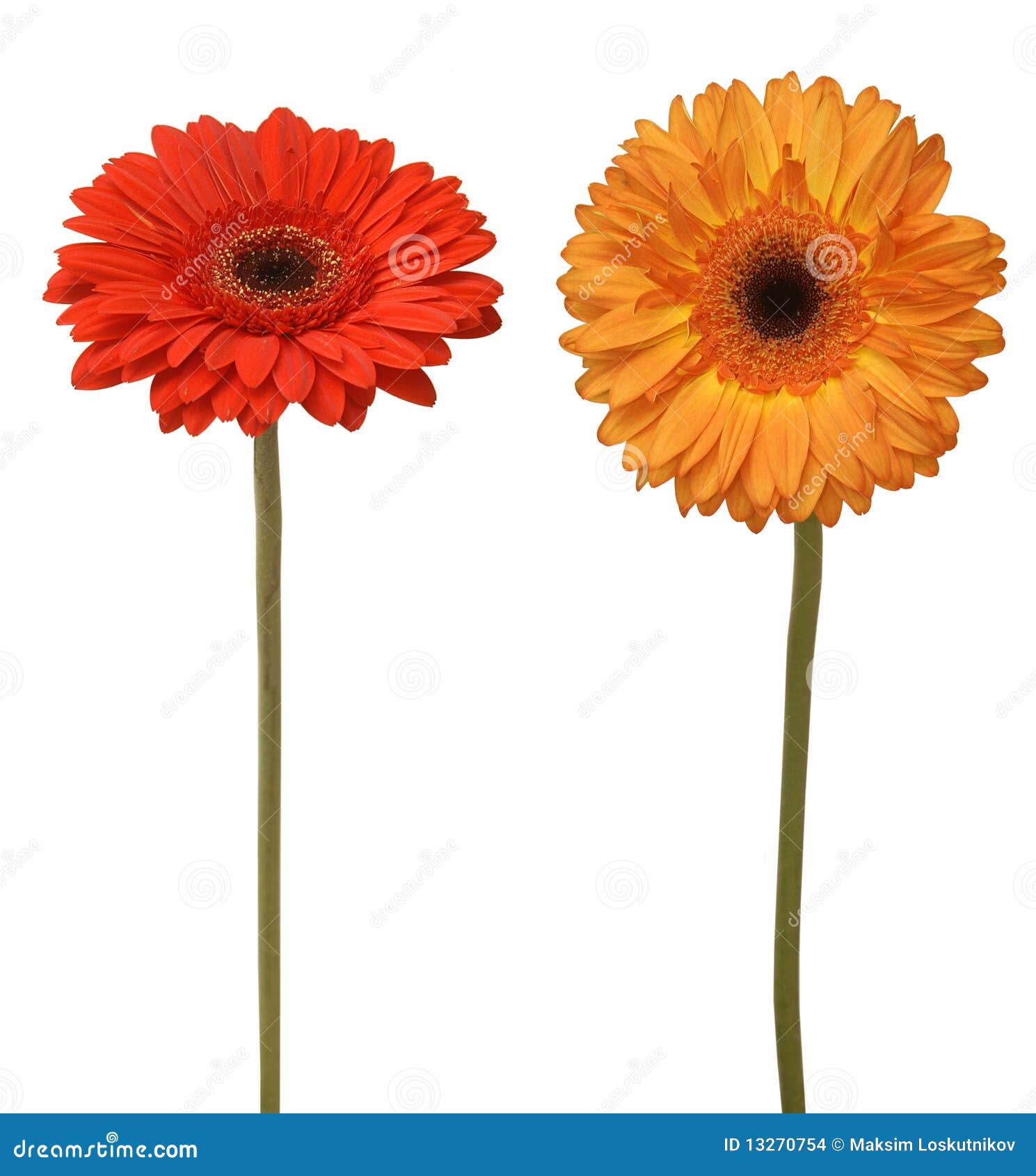 Twee bloemen stock foto. Image of bloem, vers, hoofd - 13270754