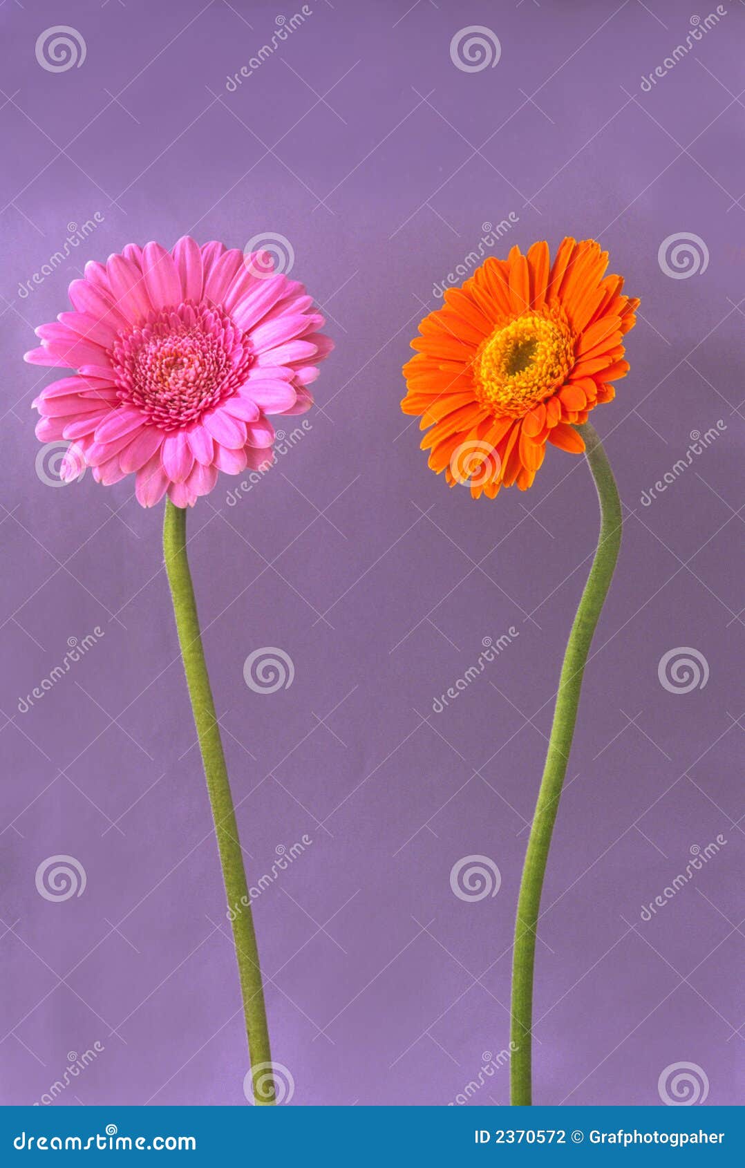 Twee bloemen stock foto. Image of eigentijds, bloem, sinaasappel - 2370572