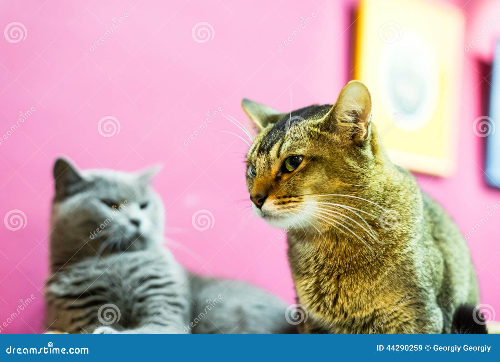 Twee boze katten stock afbeelding. Image of woede, waakzaamheid - 44290259