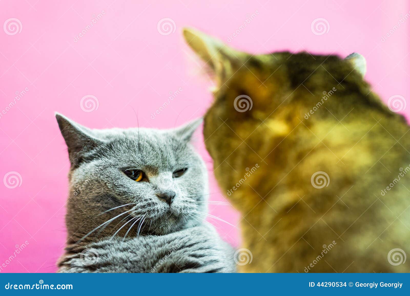 Twee boze katten stock foto. Image of huisvesting, dieren - 44290534