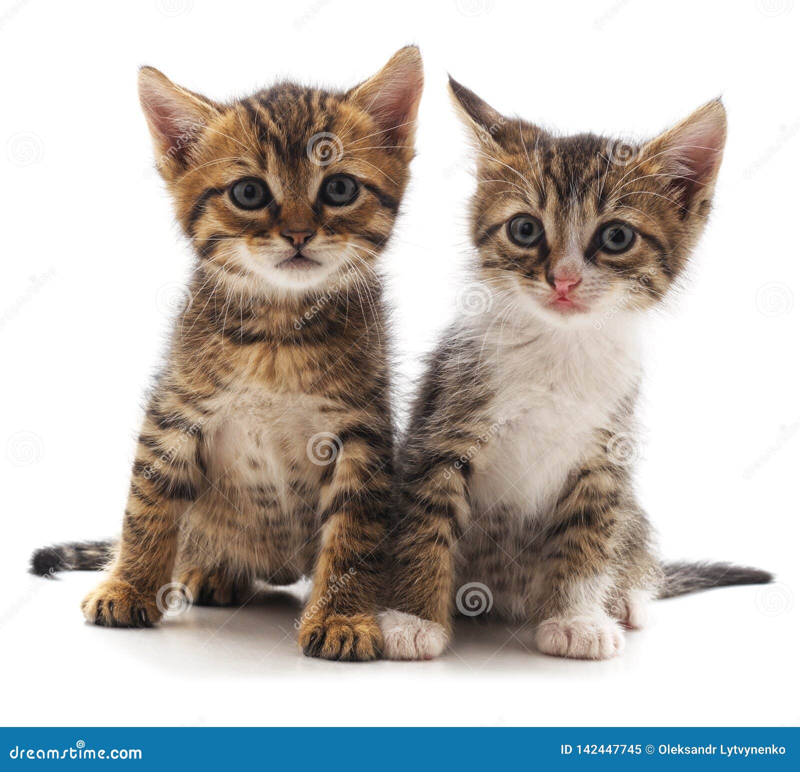 Twee bruine katten stock afbeelding. Image of bang, betrouwbaarheid ... Twee bruine katten stock afbeelding. Image of bang, betrouwbaarheid ...