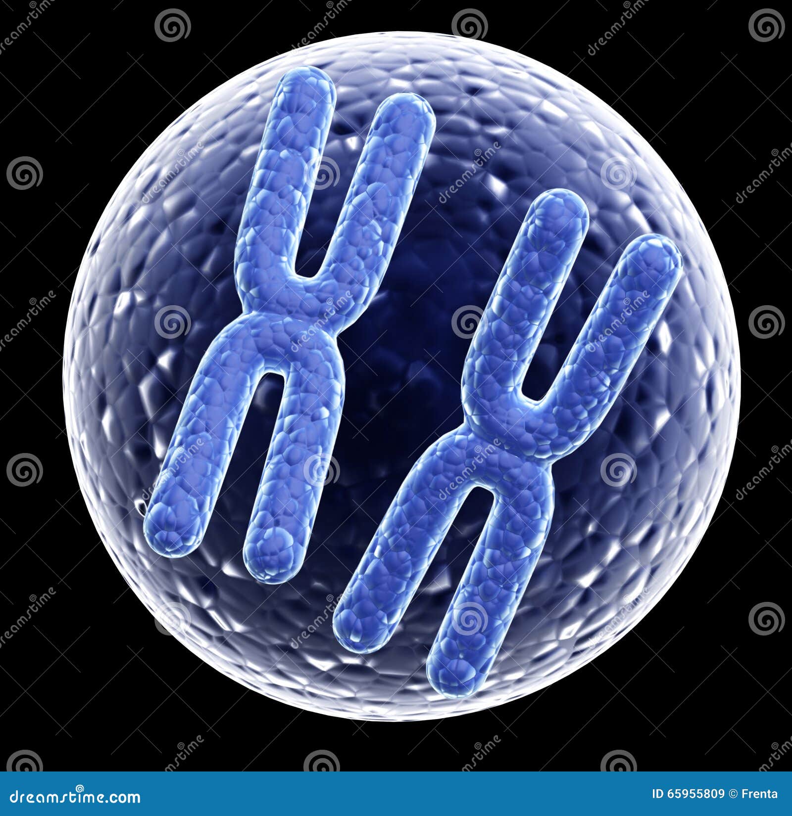 Twee X chromosoom in cel stock illustratie. Illustration of verandering ...