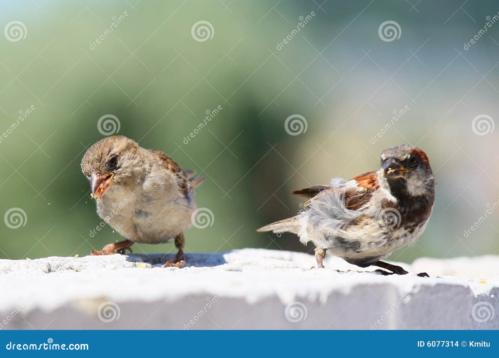 Twee die mussen eten stock foto. Image of sluit, zangvogel - 6077314
