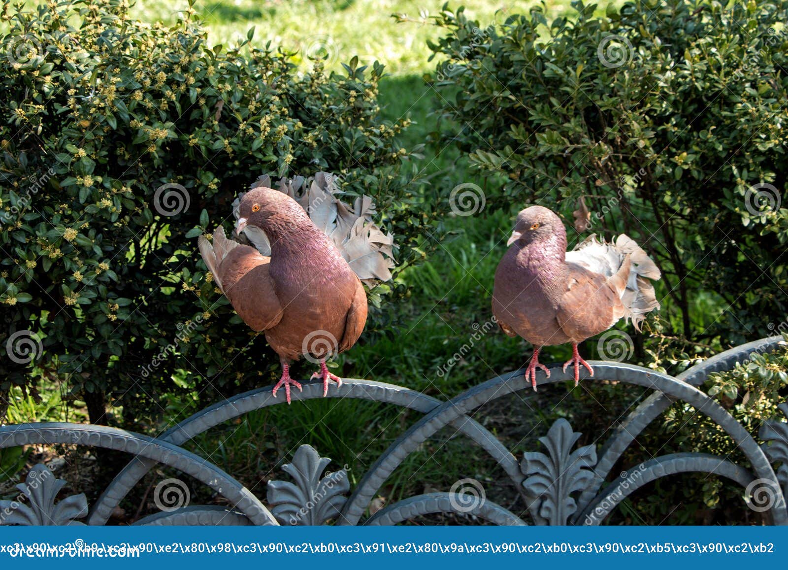 Twee Duiven Op De Omheining Stock Afbeelding - Image of liefde, mooi ...