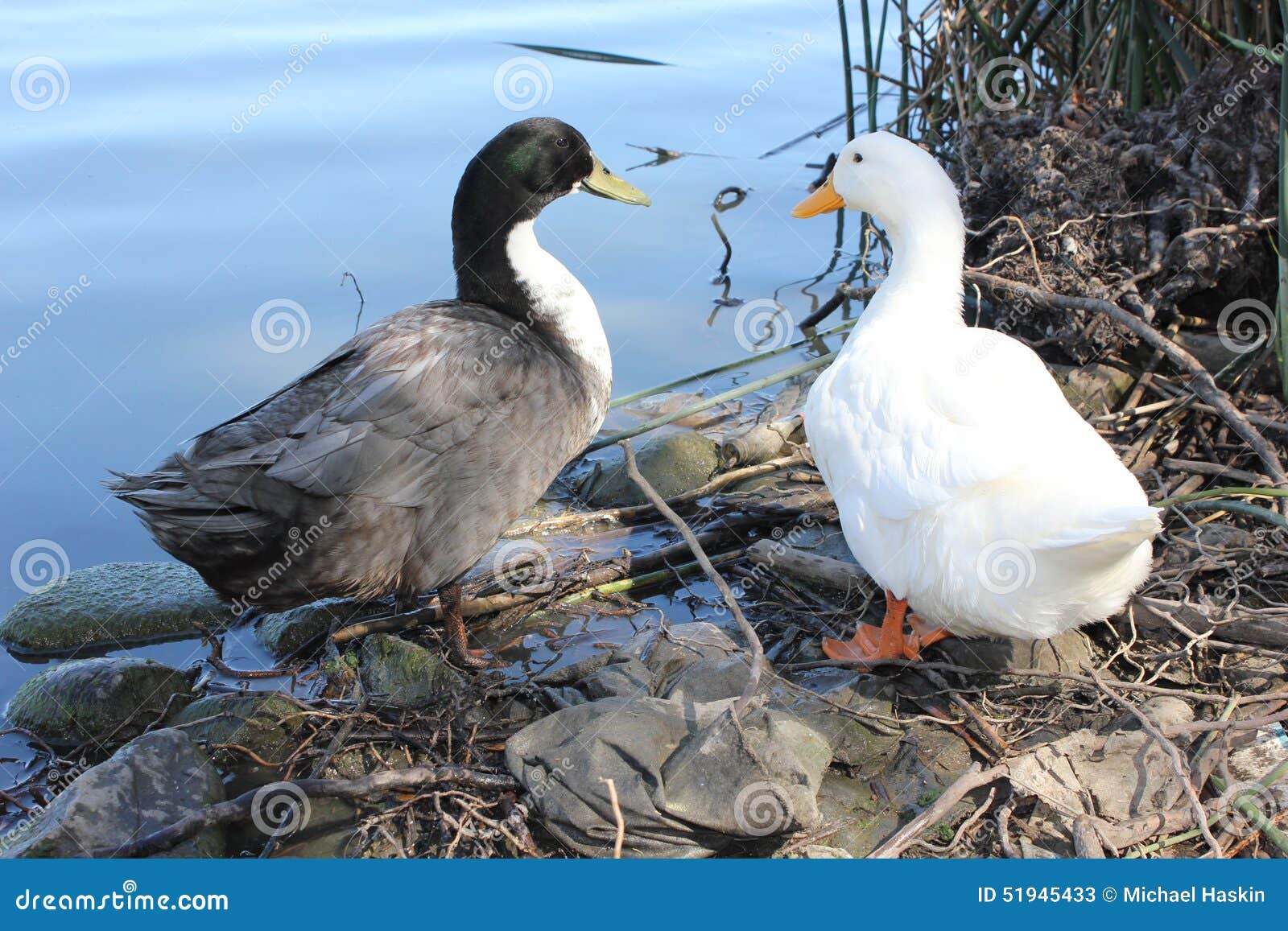 Twee Eenden Die Elkaar Onder Ogen Zien Stock Afbeelding - Image of rand ...