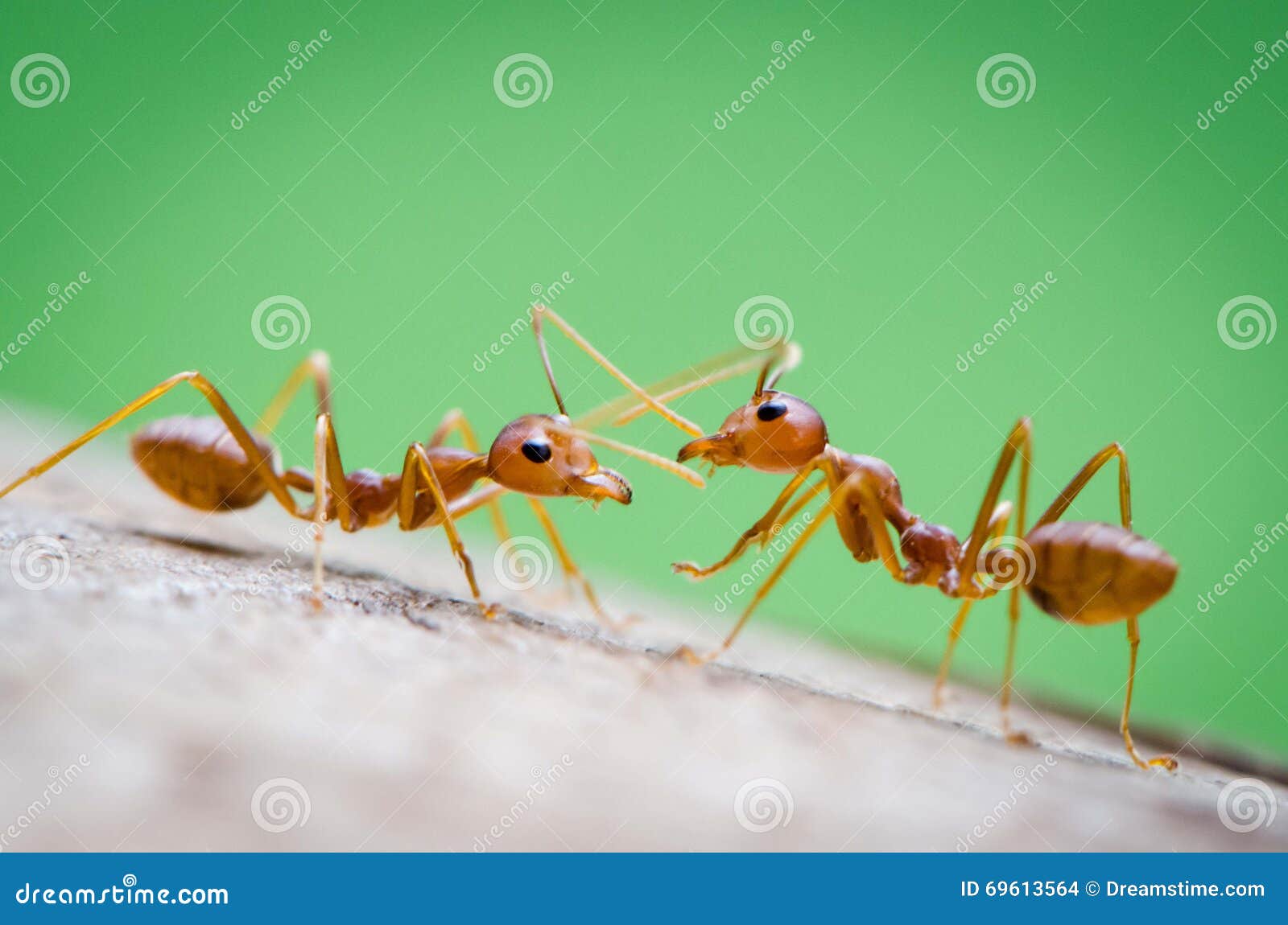 Twee En Mieren Die Communiceren Samenwerken Stock Foto - Image of samen ...