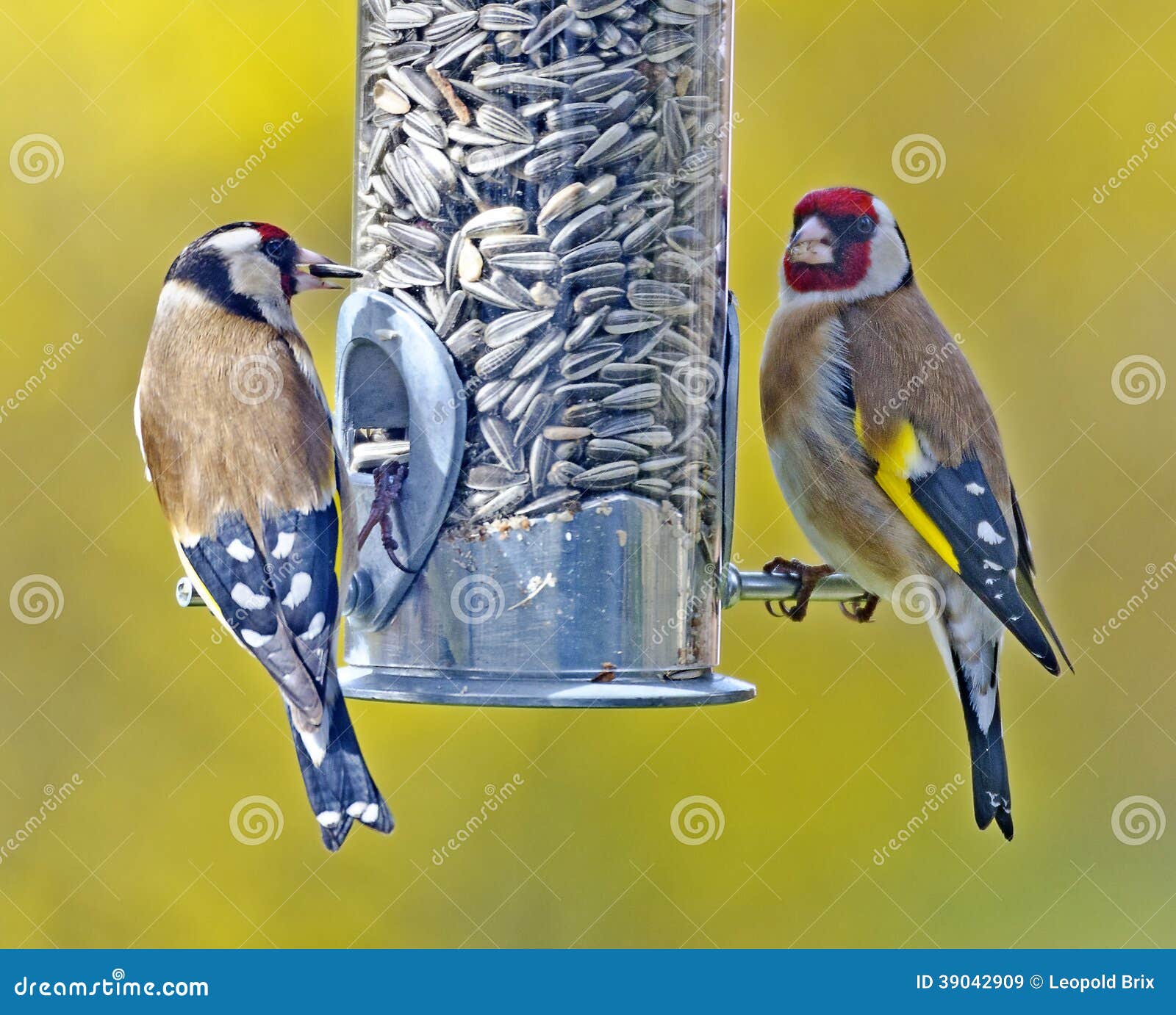 Twee Europese distelvinken stock afbeelding. Image of zitting - 39042909