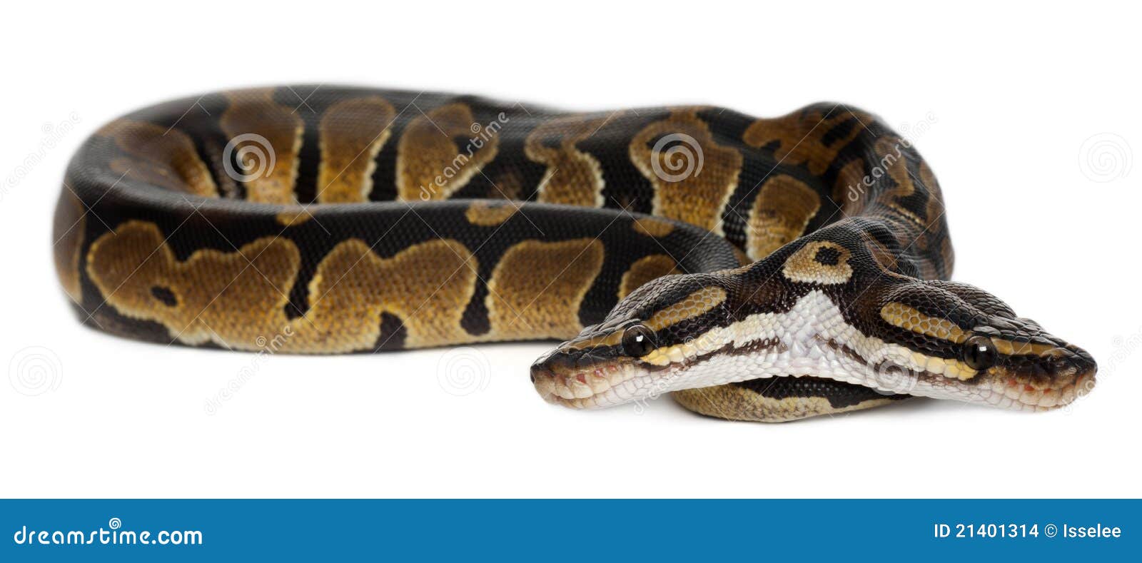 Twee Geleide Koninklijke Python of De Python Van De Bal, Stock Foto ...