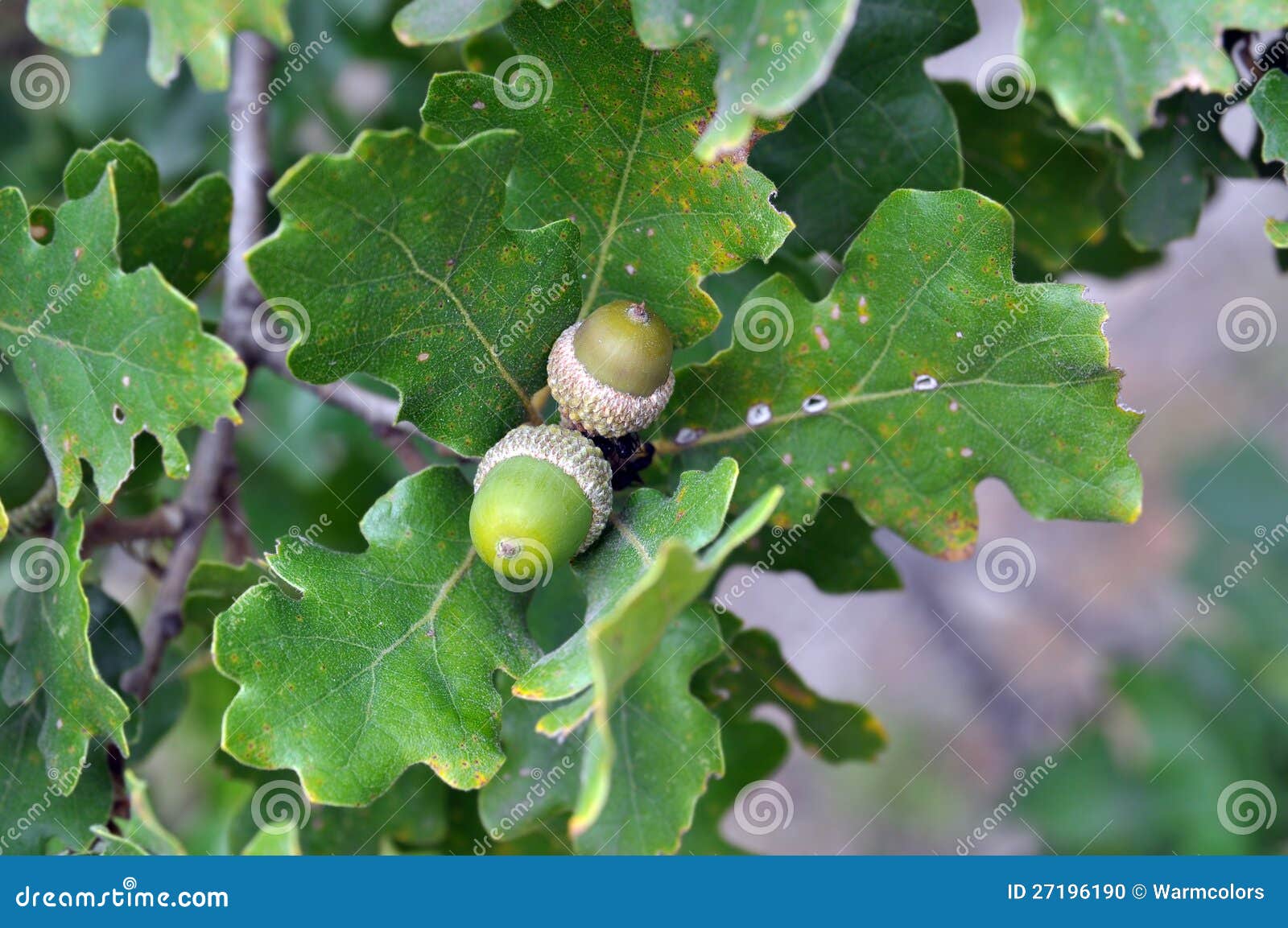 Twee Groene Eikels (eiken Noten) Stock Foto - Image of noot, blad: 27196190