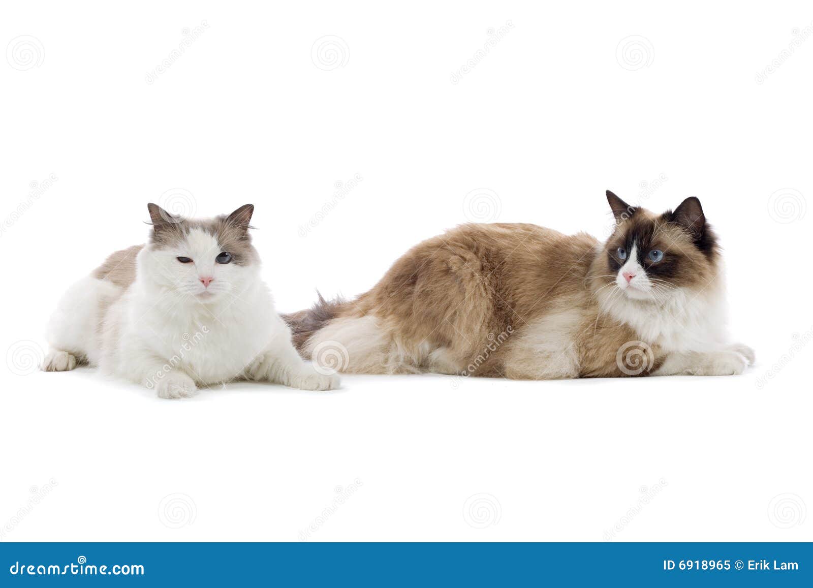 Twee grote katten stock afbeelding. Image of groot, leggen - 6918965