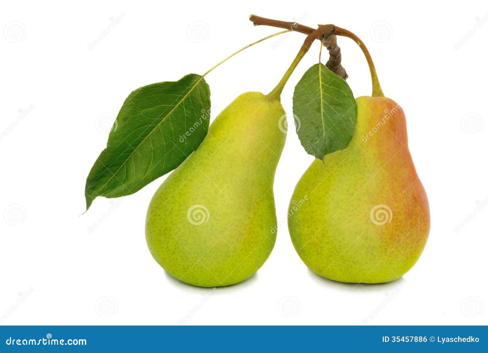 Twee Grote Peren Op Een Witte Achtergrond Stock Foto - Image of rijp ...