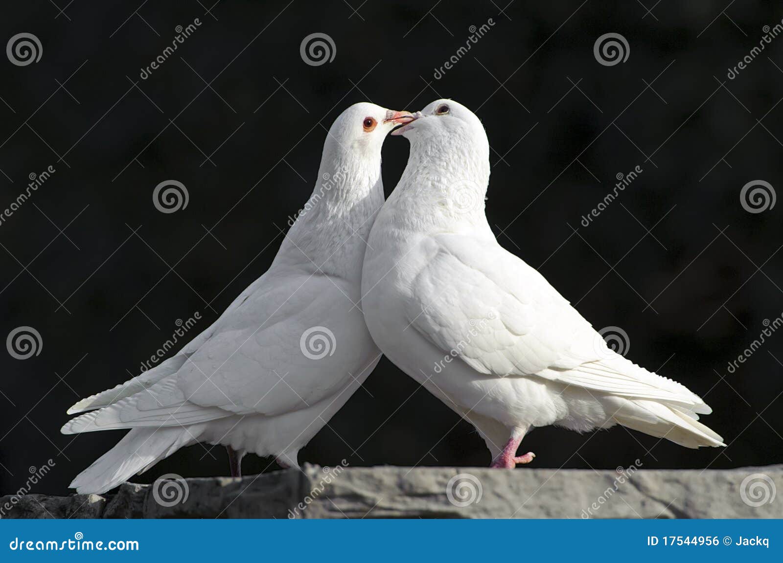 Twee Het Houden Van Witte Duiven Stock Foto - Image of vrede, zwart ...