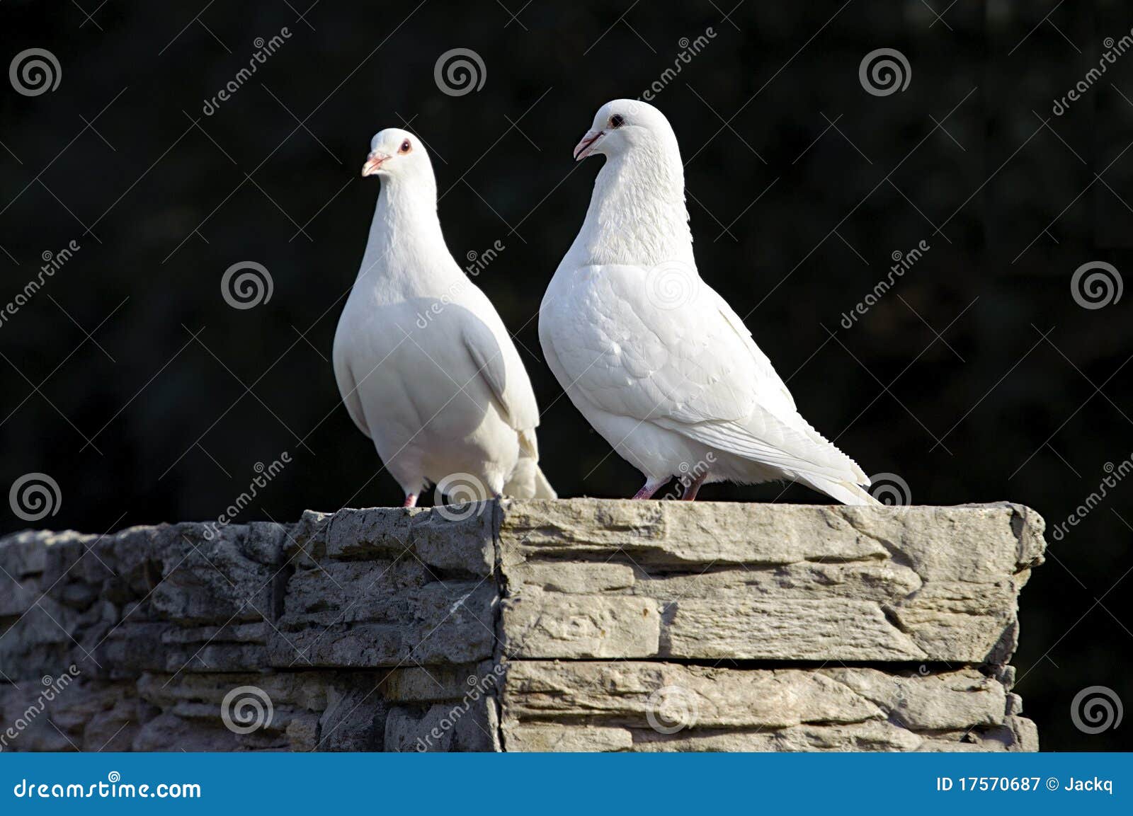 Twee Het Houden Van Witte Duiven Stock Afbeelding - Image of stijg ...