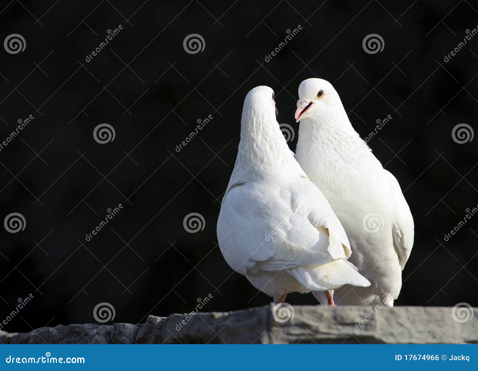 Twee Het Houden Van Witte Duiven Stock Foto - Image of soaring, heilig ...
