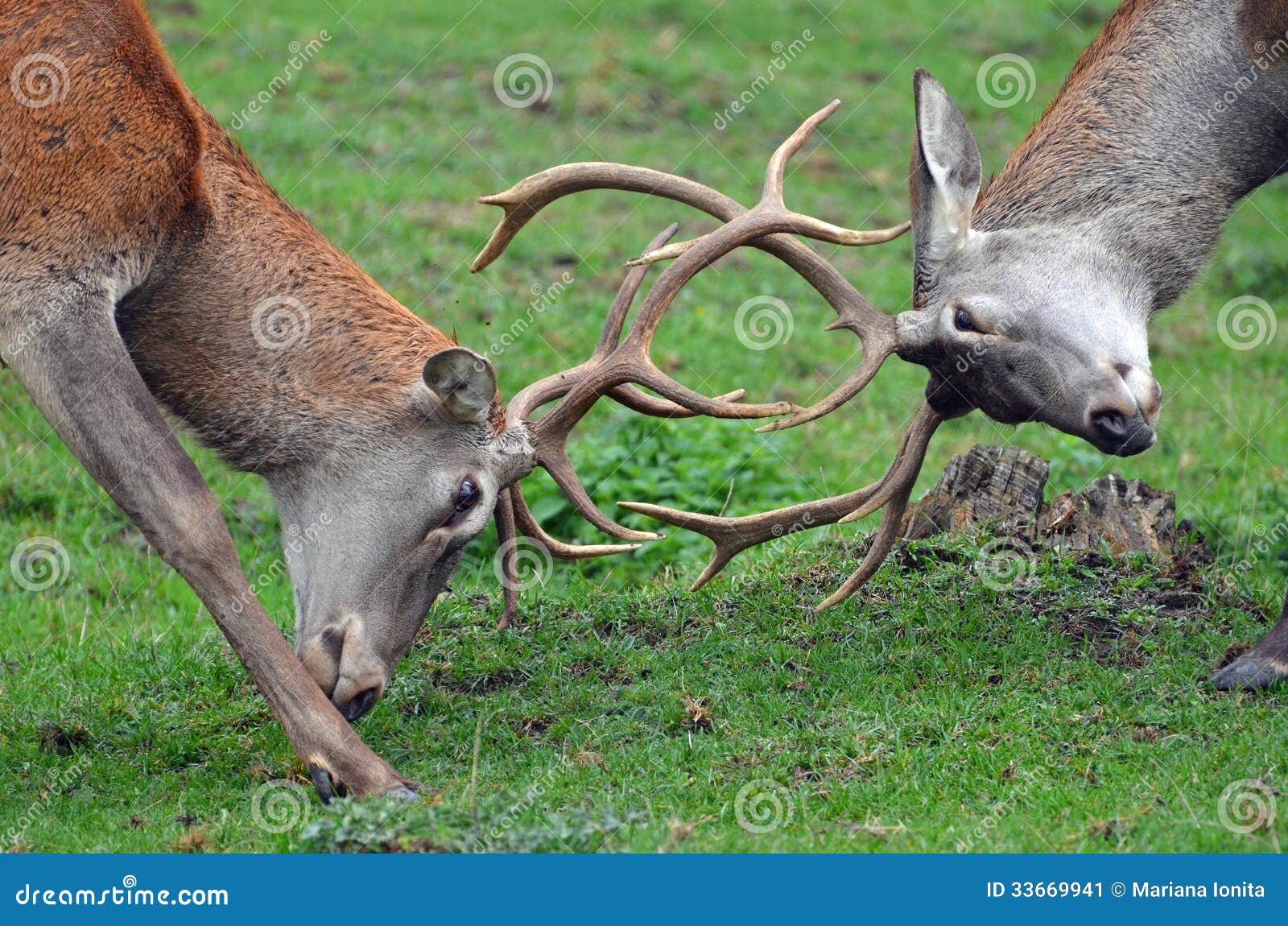Twee Het Mannelijke Herten Vechten Stock Afbeelding - Image of ...