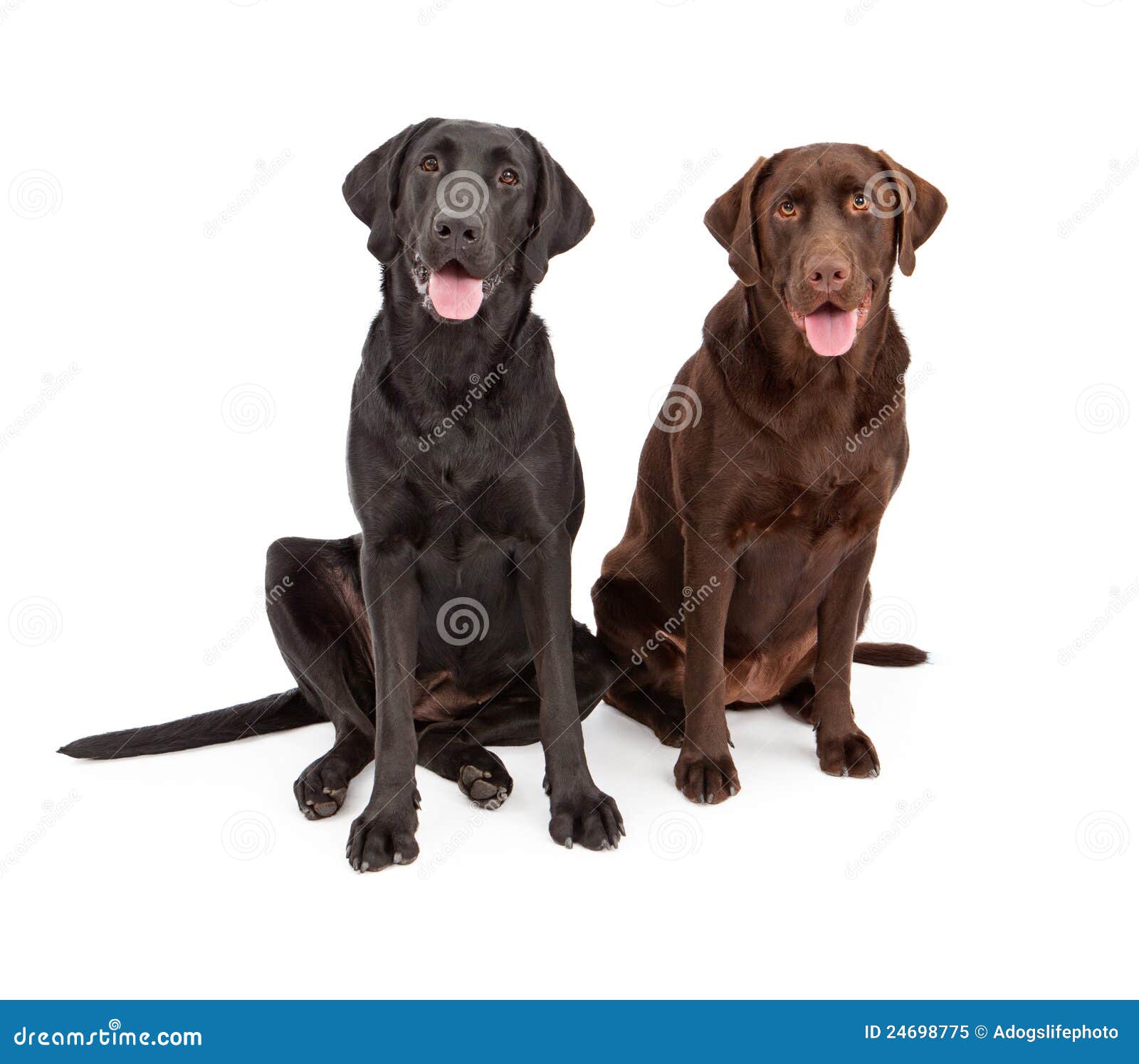 Twee Honden Die Van De Labrador Samen Zitten Stock Afbeelding - Image ...