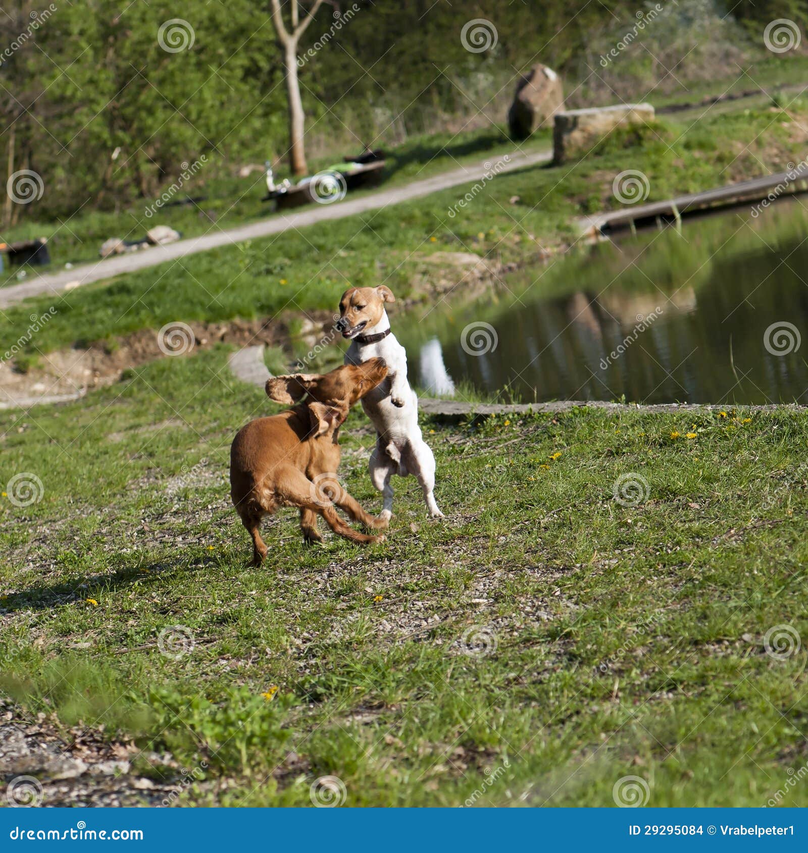 Twee honden het spelen stock foto. Image of actief, dier - 29295084
