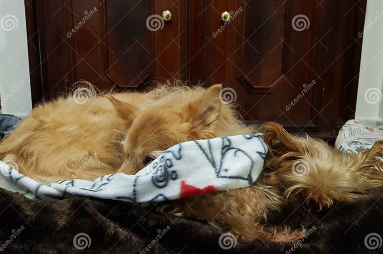 Twee Honden Naast Elkaar in Hetzelfde Bed Stock Foto - Image of portret ... Twee Honden Naast Elkaar in Hetzelfde Bed Stock Foto - Image of portret ...