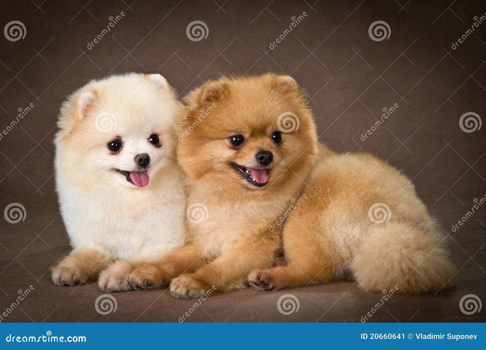 Twee Honden Van Ras Een Spitz-hond Pomeranian in Studio Stock ...