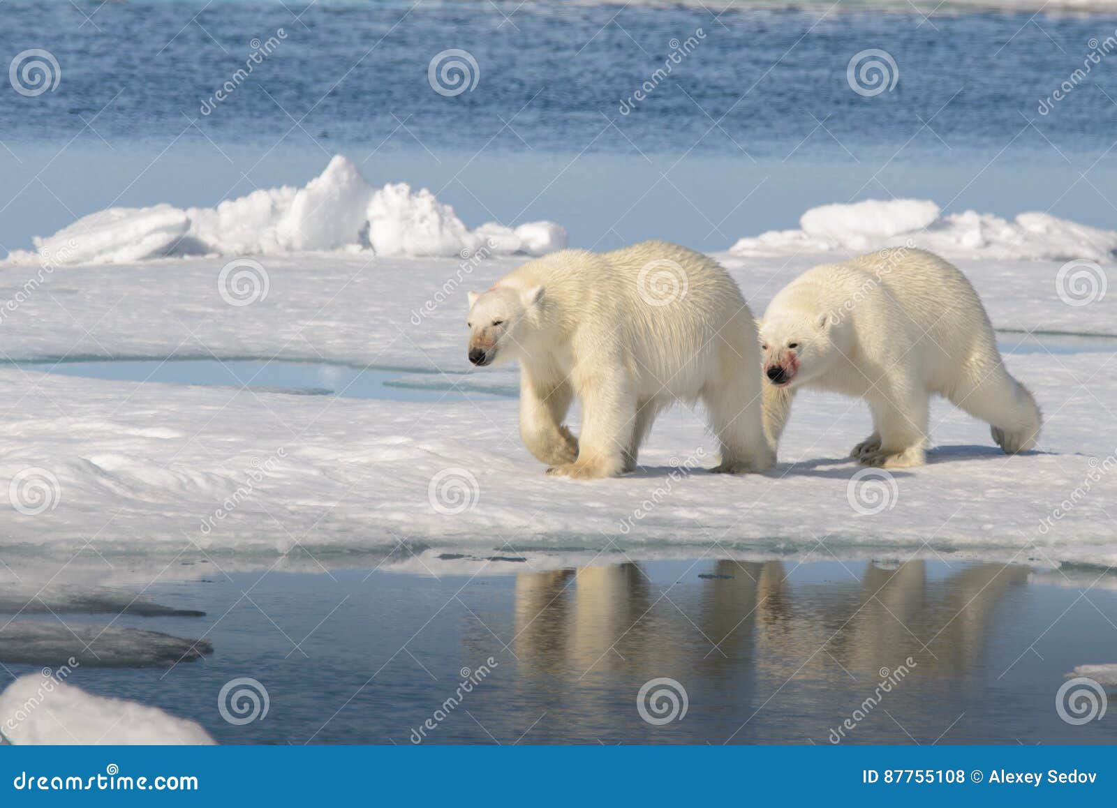 Twee ijsberen op het ijs stock foto. Image of buiten - 87755108