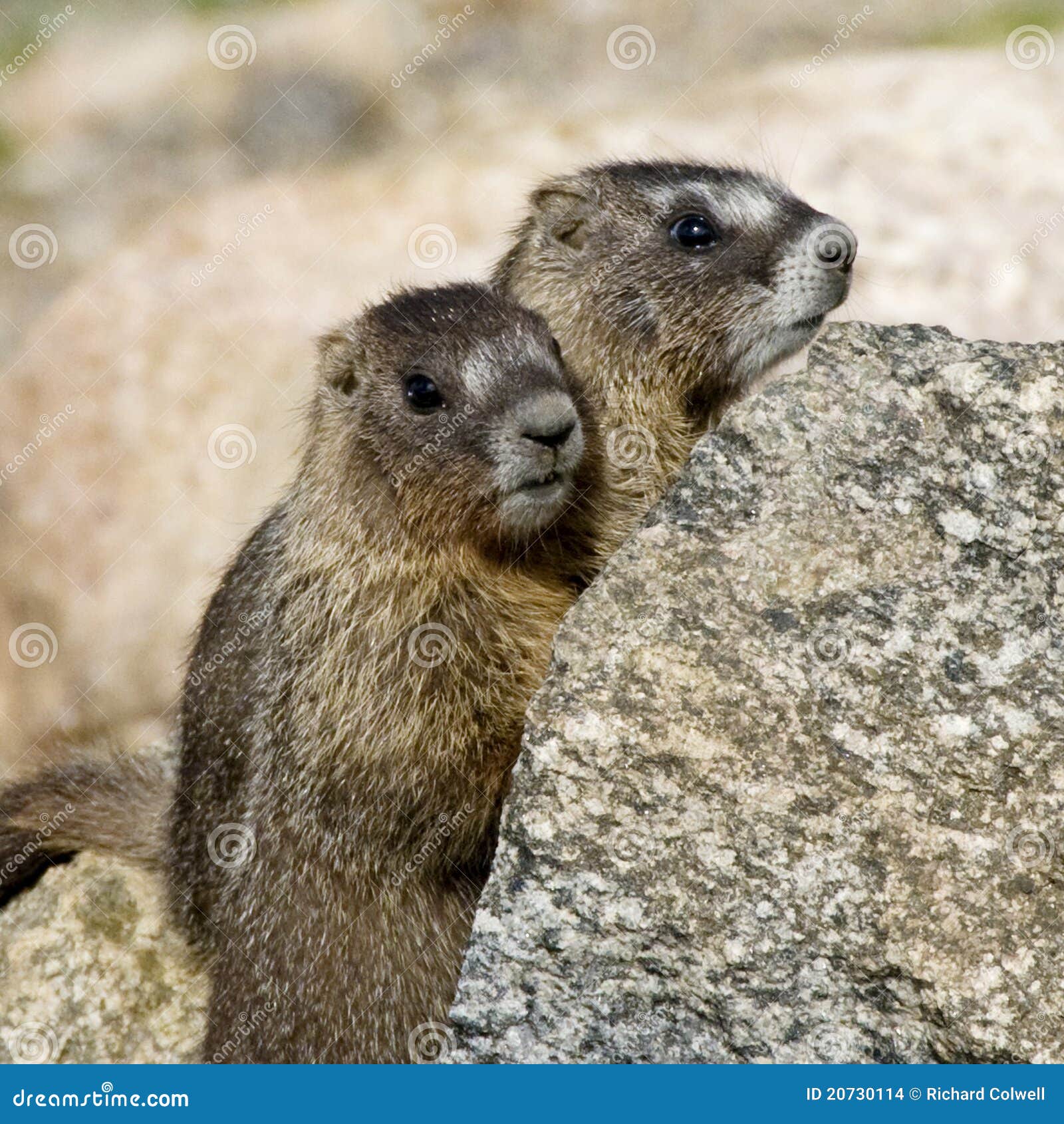 Twee Jonge Marmotten stock foto. Image of noord, geel - 20730114