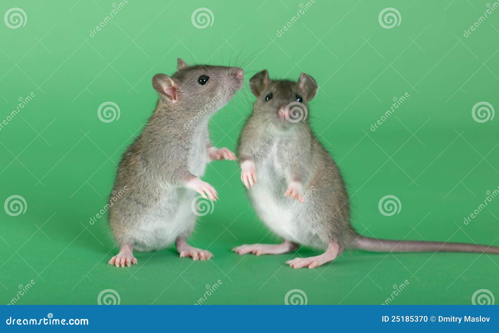 Twee jonge ratten stock foto. Image of bakkebaard, knaagdier - 25185370