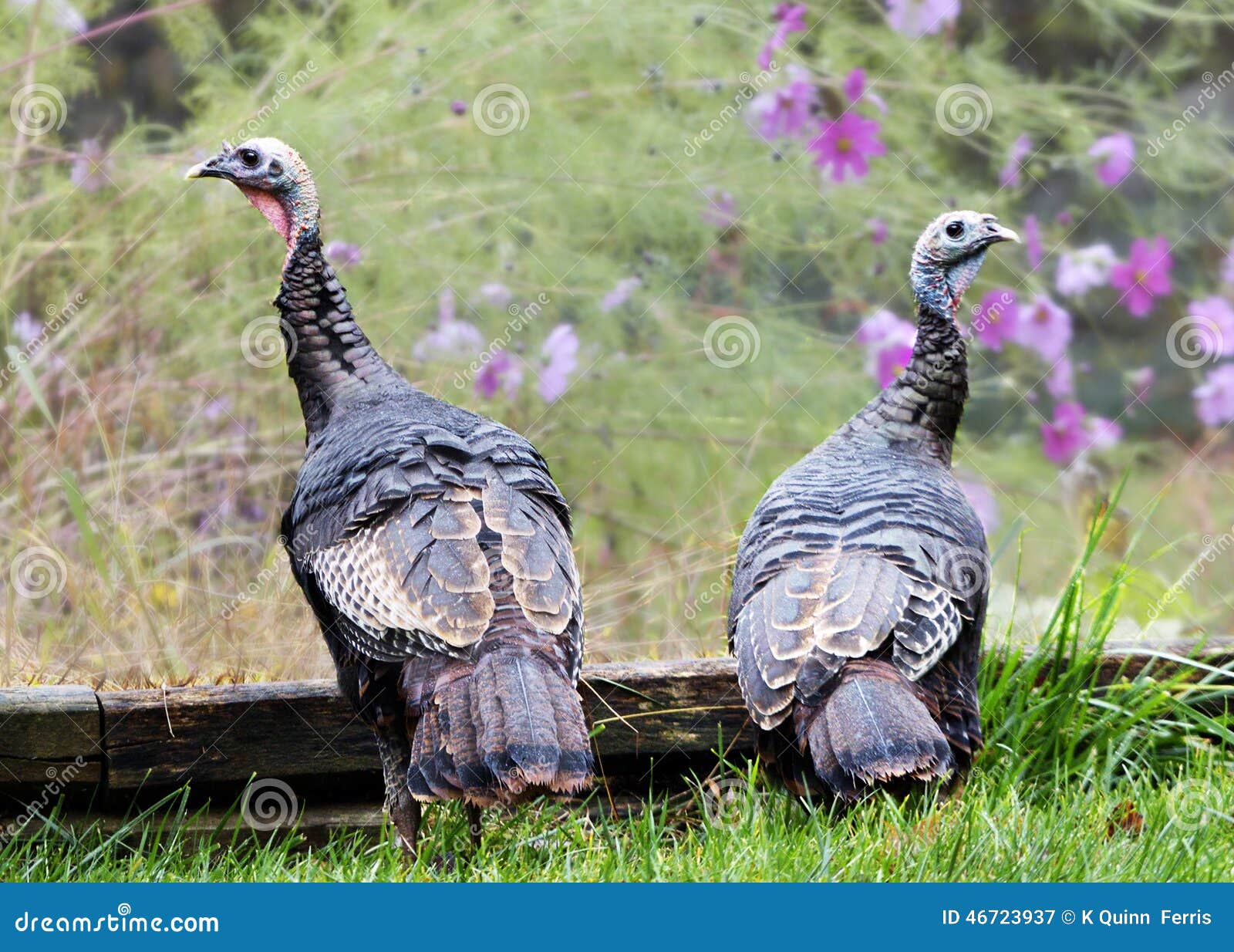 Twee Jonge Wilde Kalkoenen stock afbeelding. Image of oostelijk - 46723937