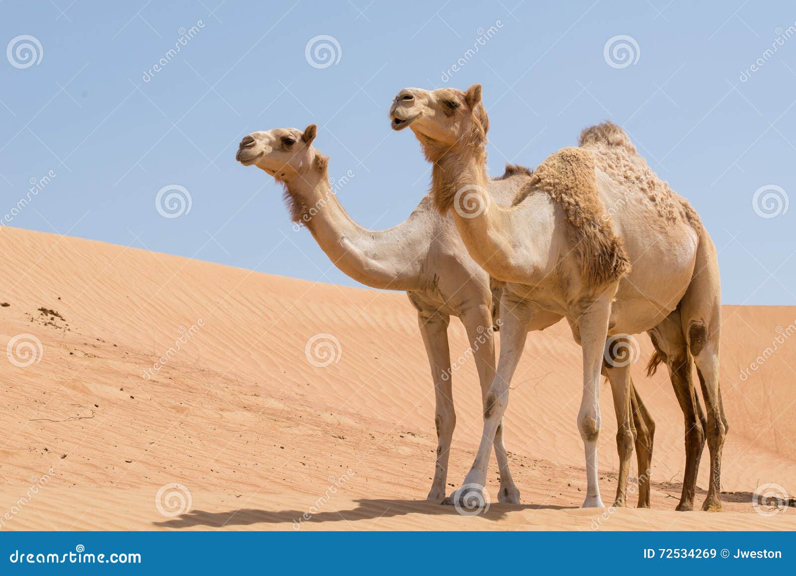 Twee Kamelen in De Arabische Woestijn Stock Afbeelding - Image of ...