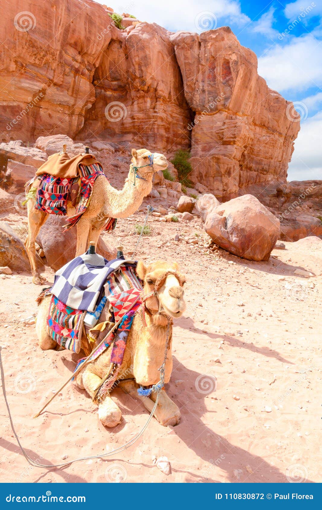 Twee Kamelen in De Woestijn, Wadi Ram Jordan Stock Foto - Image of nave ...