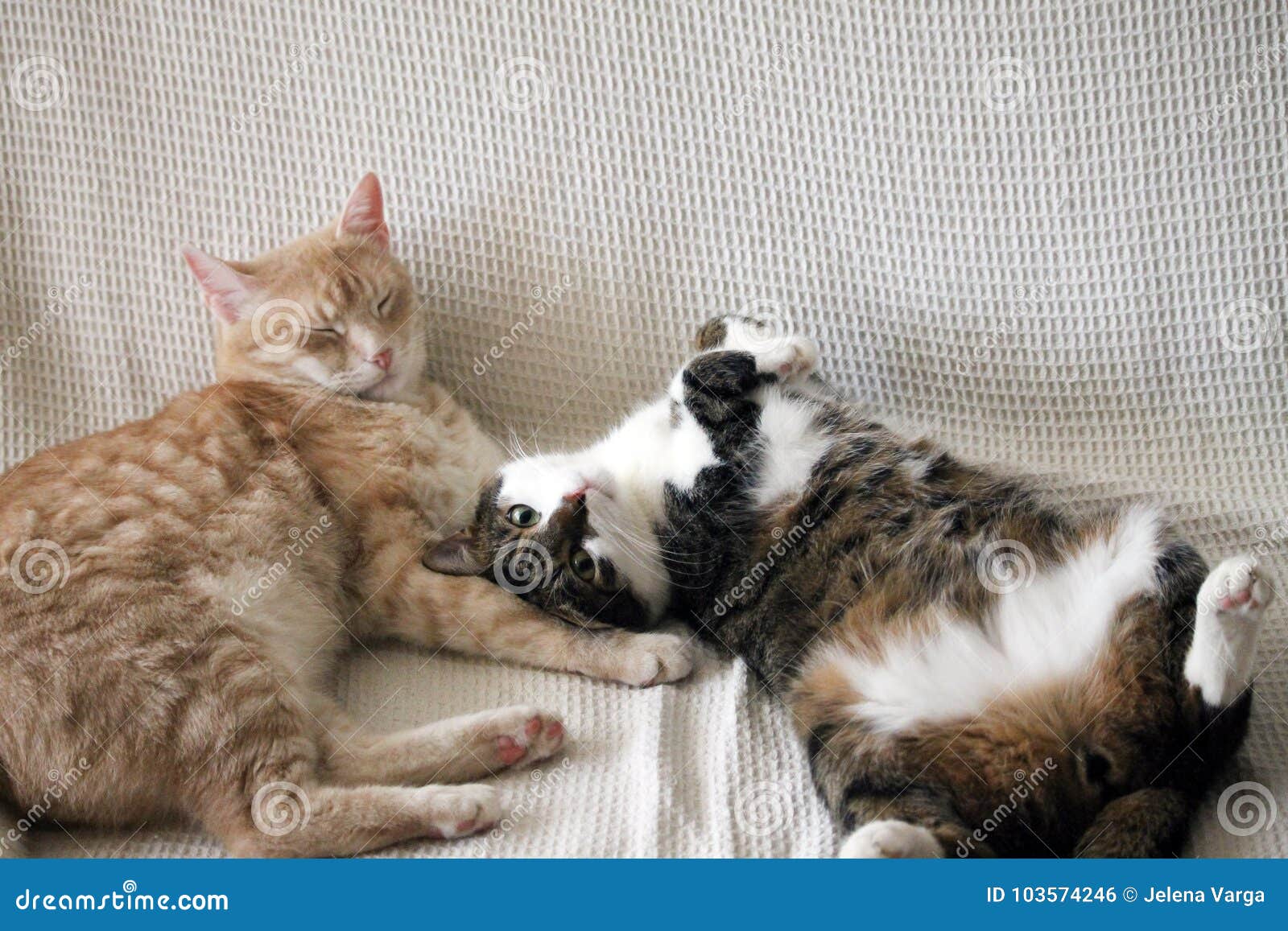 Twee Katten stock foto. Afbeelding bestaande uit mannetje - 103574246