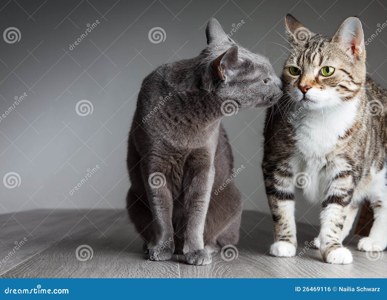 Twee Katten stock foto. Image of twee, katje, huisdier - 26469116