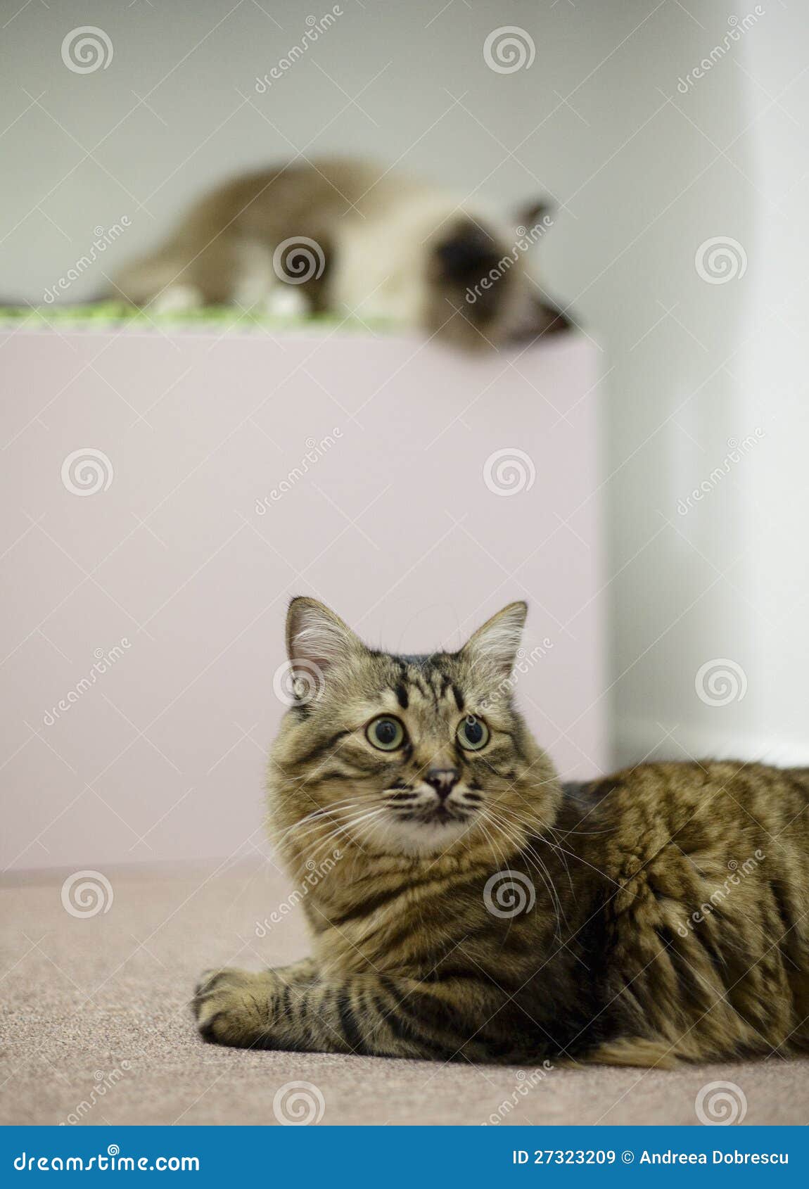 Twee katten stock afbeelding. Image of katje, ontspanning - 27323209