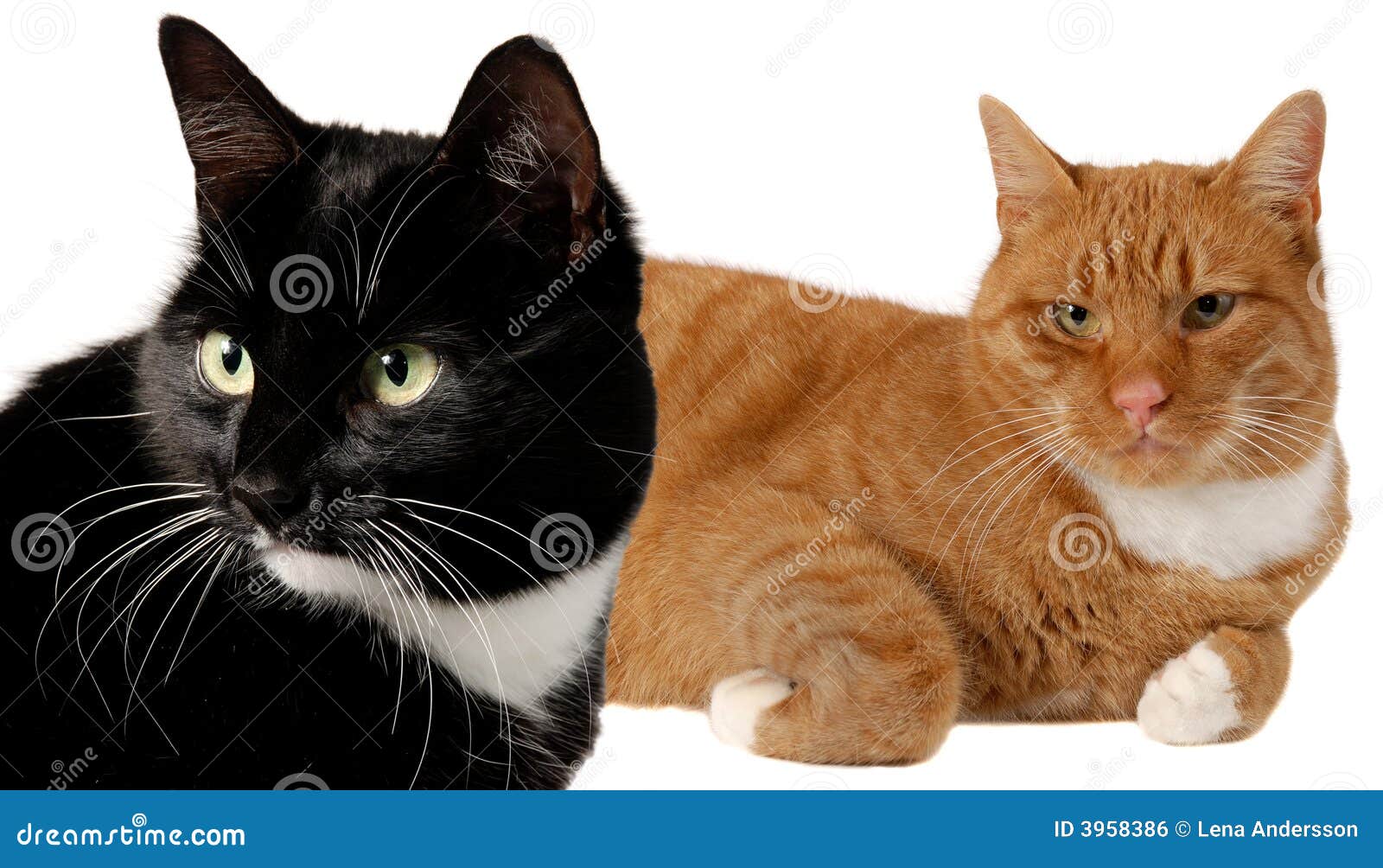Twee katten stock foto. Image of huisdieren, bakkebaarden - 3958386