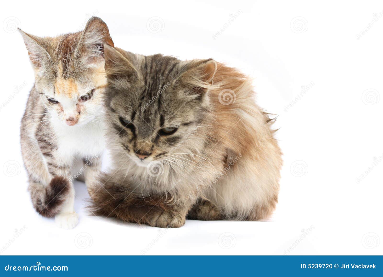 Twee katten stock foto. Image of nieuwsgierig, toevallig - 5239720