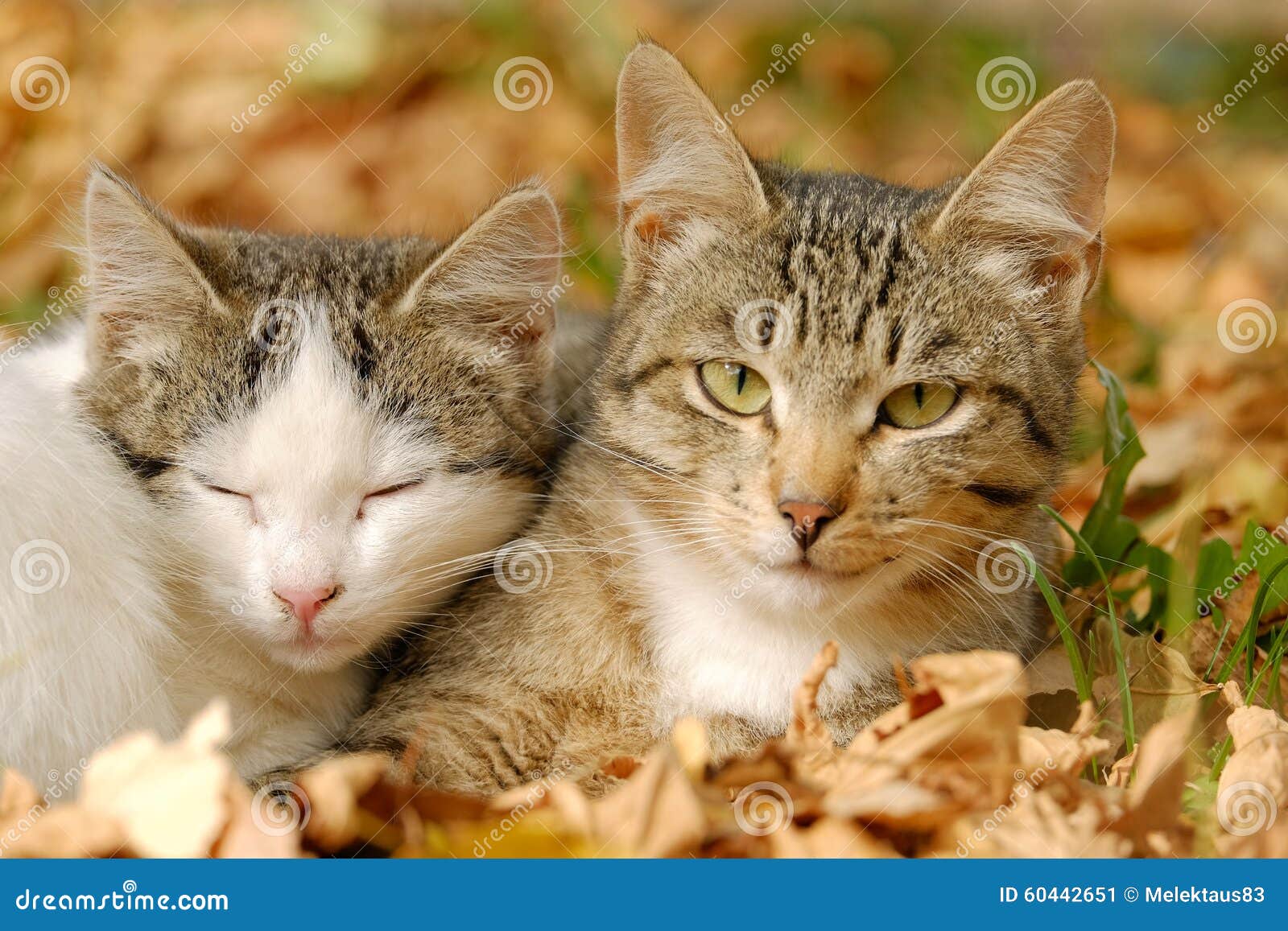 Twee Katten stock afbeelding. Image of huisdieren, liefde - 60442651