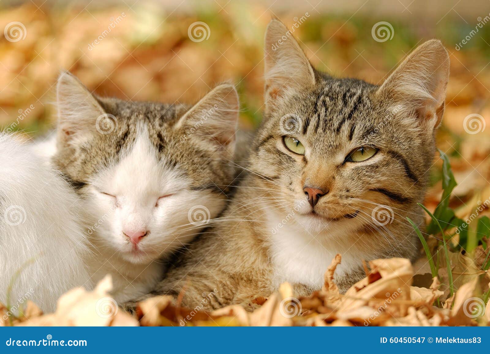 Twee Katten stock afbeelding. Image of samenhorigheid - 60450547