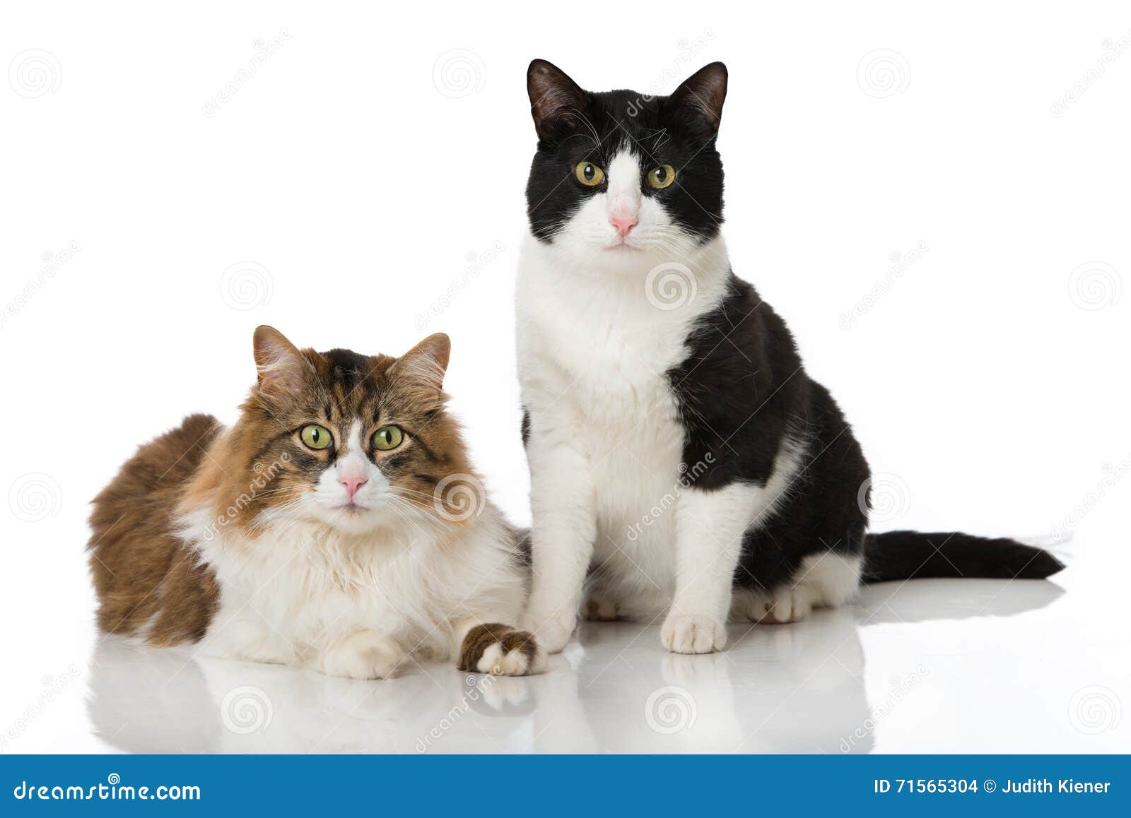 Twee Katten stock foto. Image of ogen, groen, zitting - 71565304