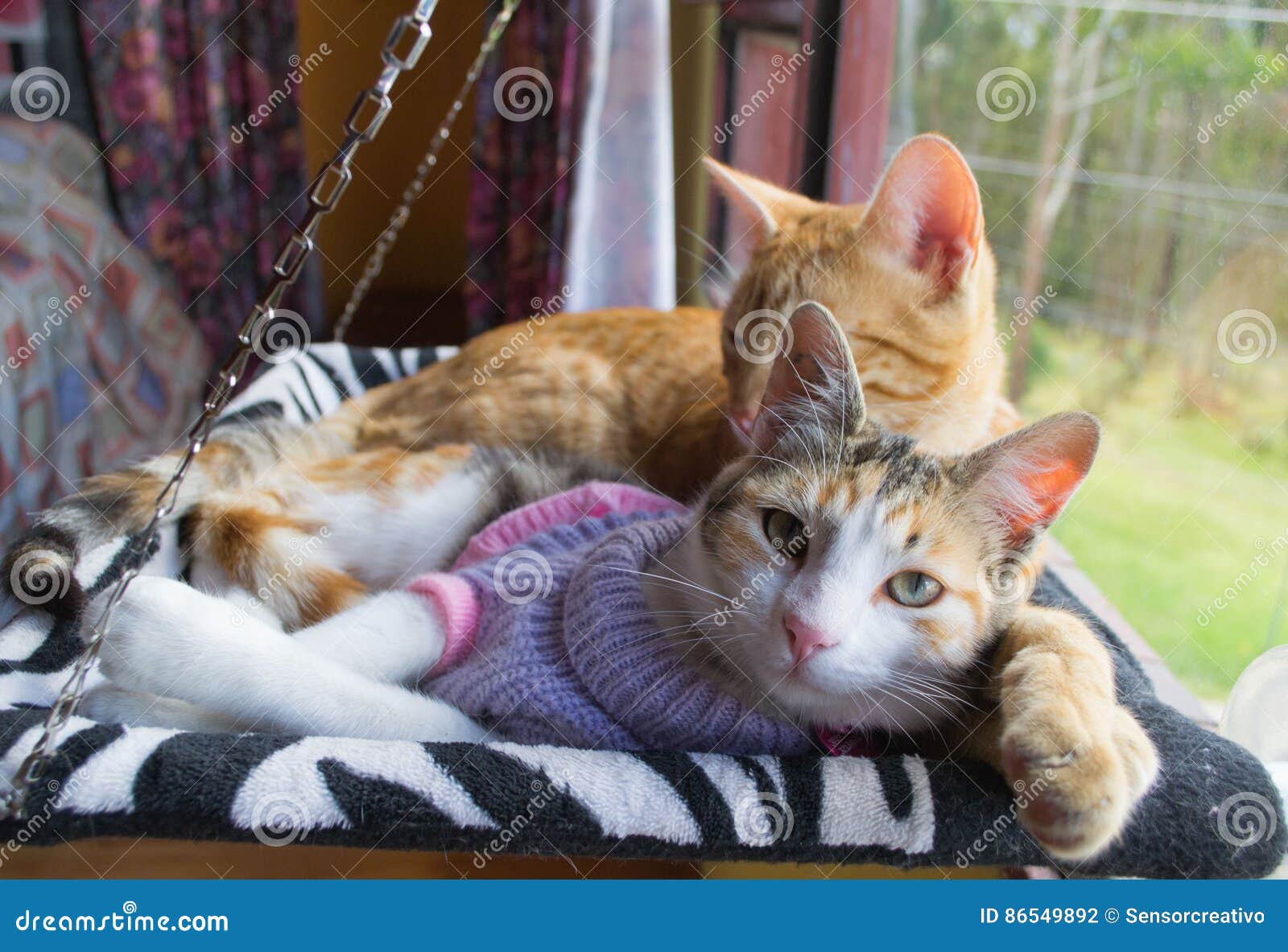 Twee katten in de hangmat stock foto. Image of hangmat - 86549892