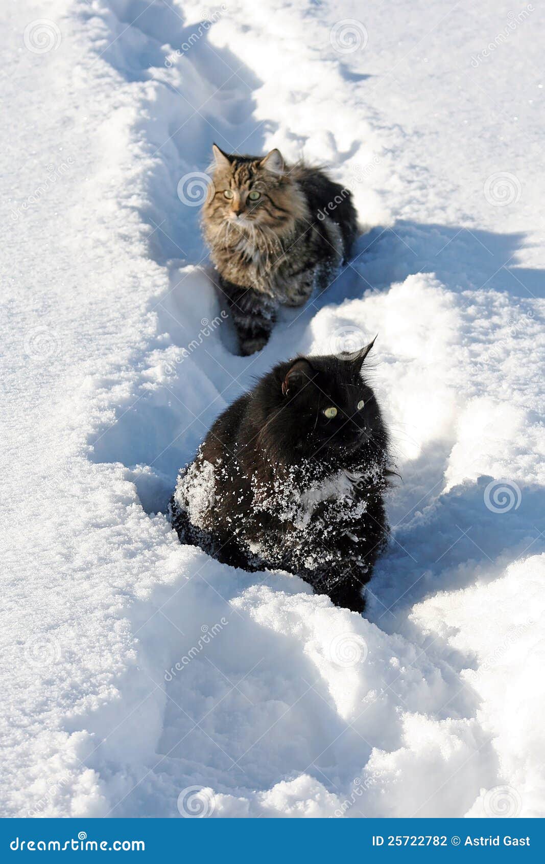 Twee katten in de sneeuw stock foto. Image of aanval - 25722782