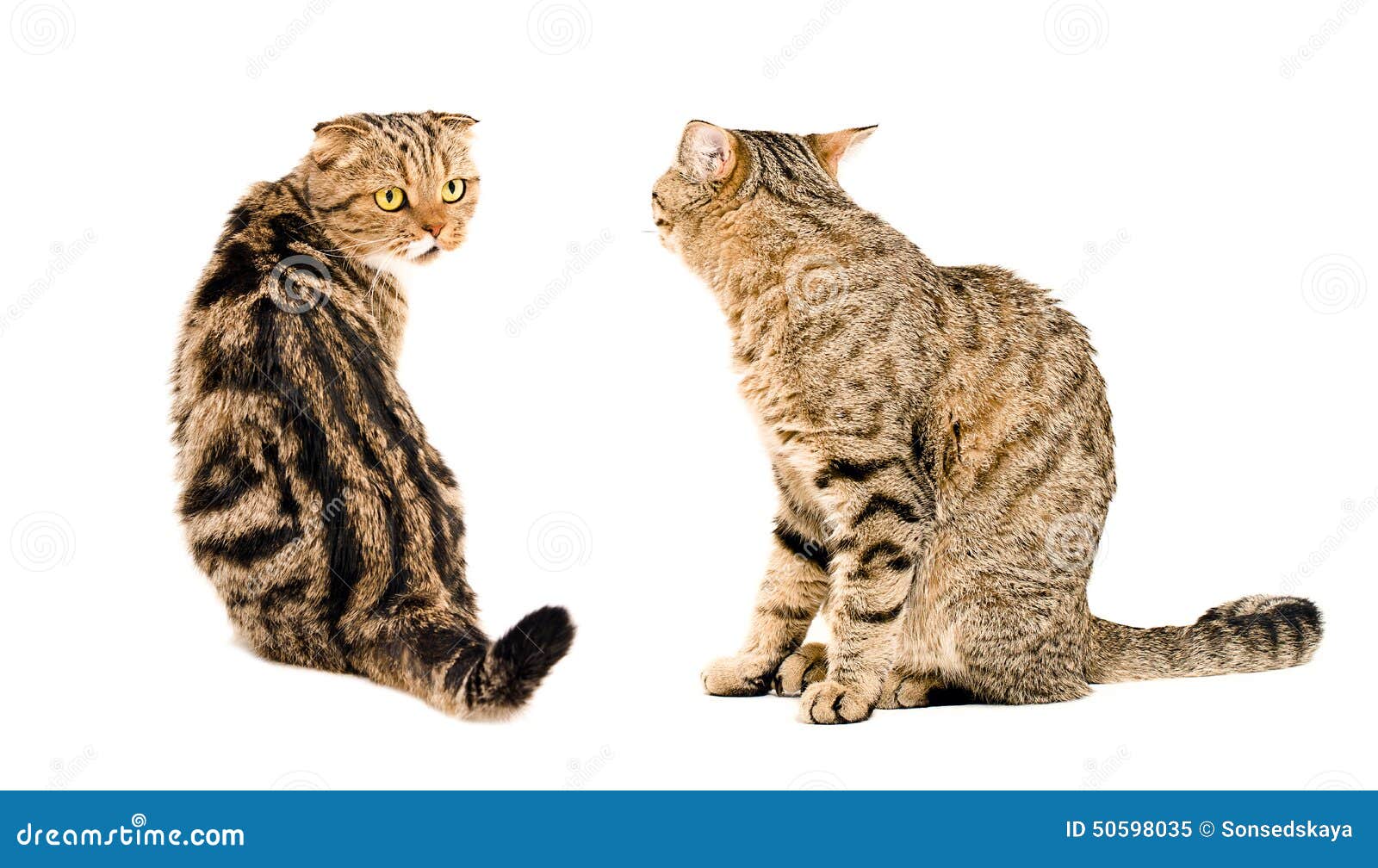 Twee Katten, Die Elkaar Bekijken Stock Afbeelding - Image of dier ...