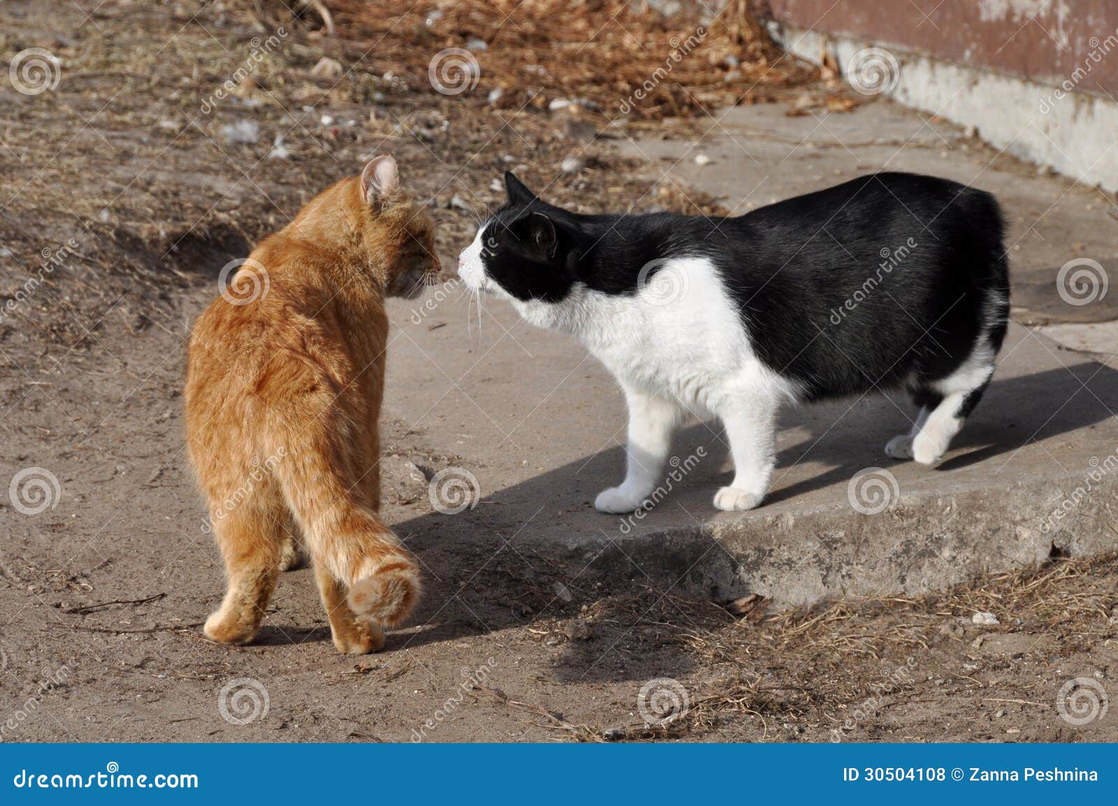 Twee Katten Die Elkaar Kussen Stock Foto - Image of openlucht, kijken ...